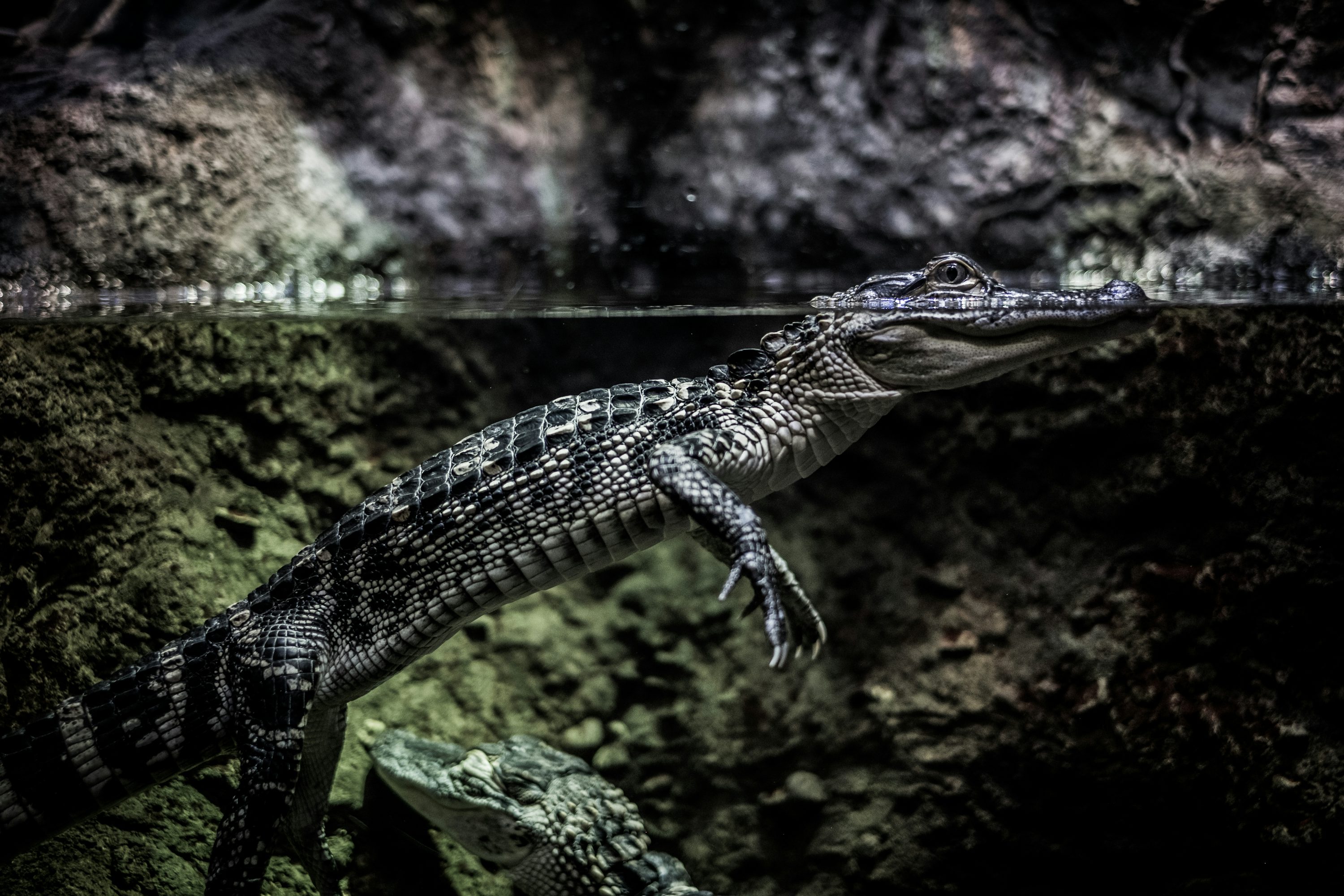 Caiman Wallpapers - Wallpaper Cave