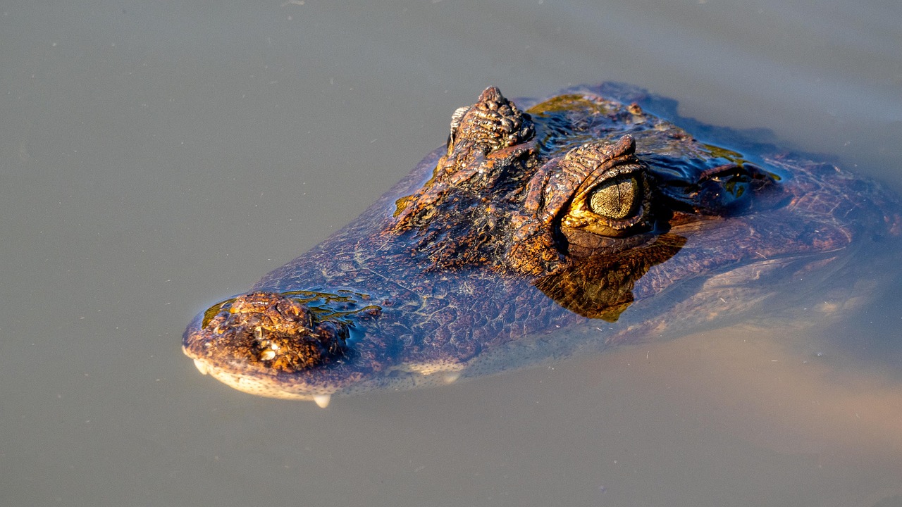 Caiman Wallpapers - Wallpaper Cave
