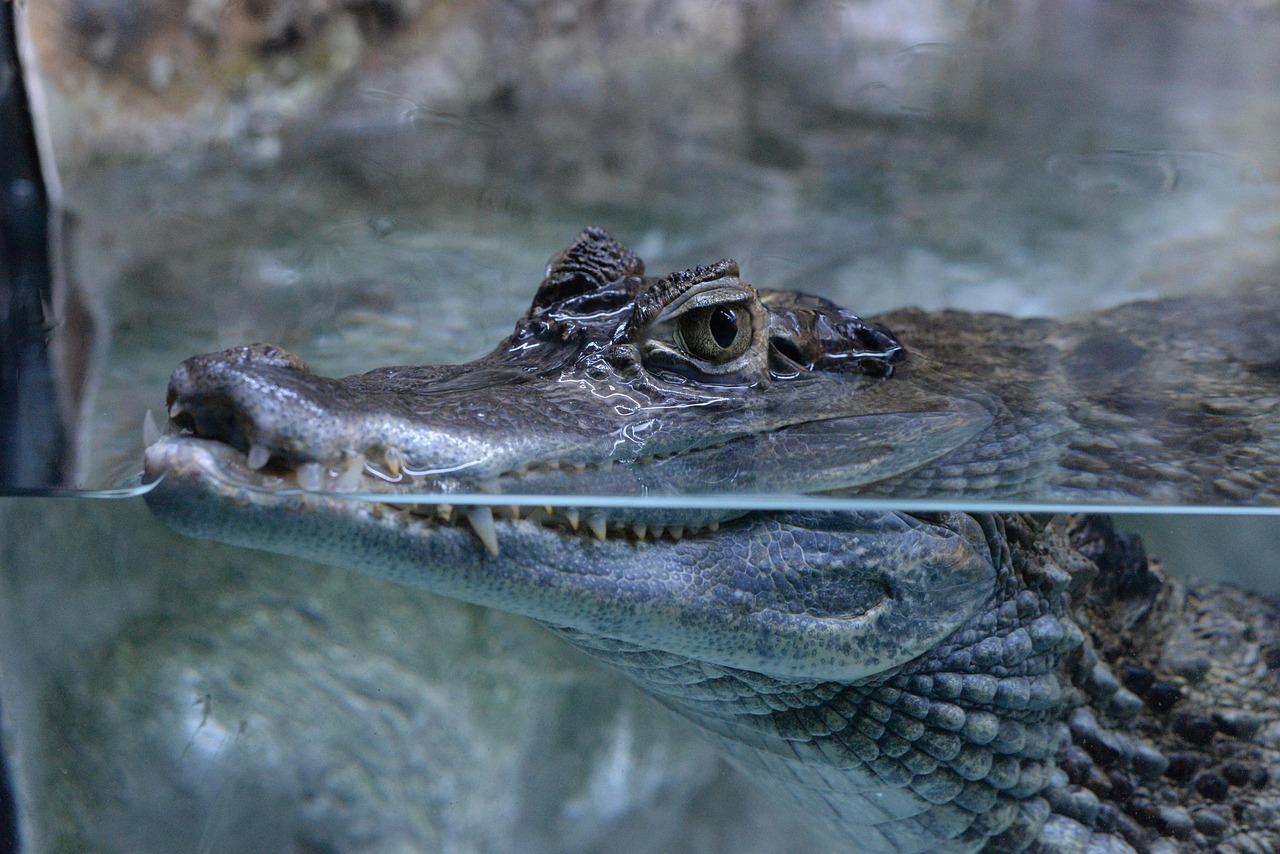 Caiman Wallpapers - Wallpaper Cave