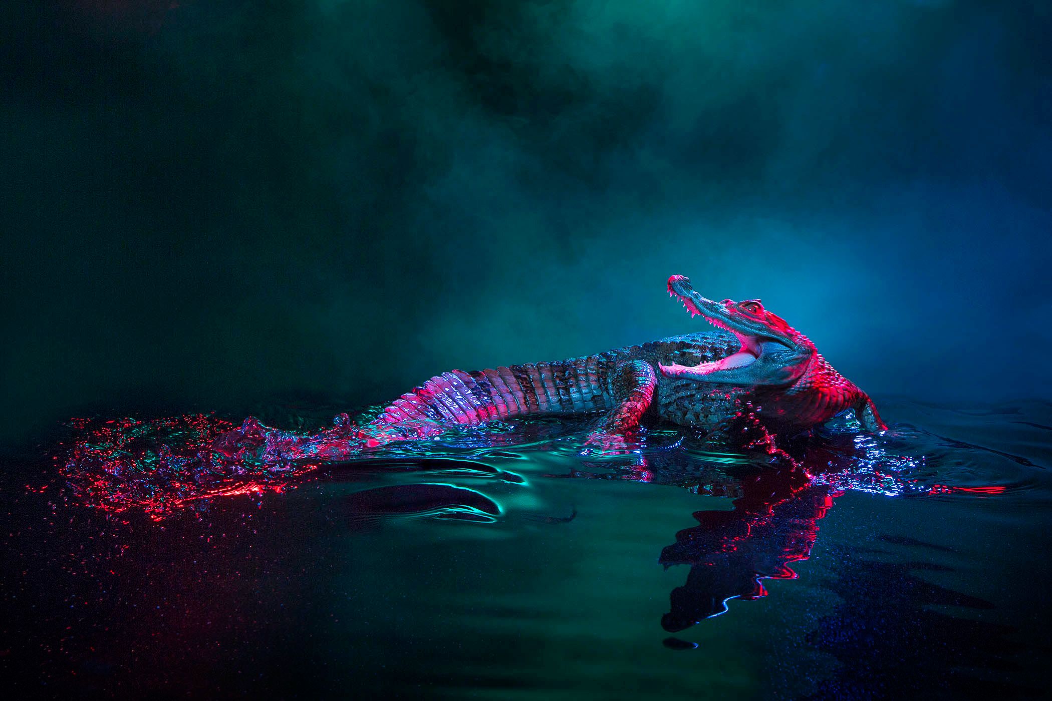 Caiman Wallpapers - Wallpaper Cave
