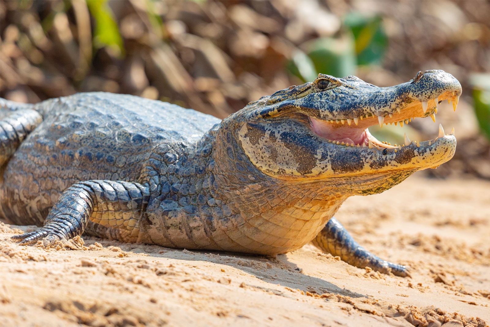 Caiman Wallpapers - Wallpaper Cave