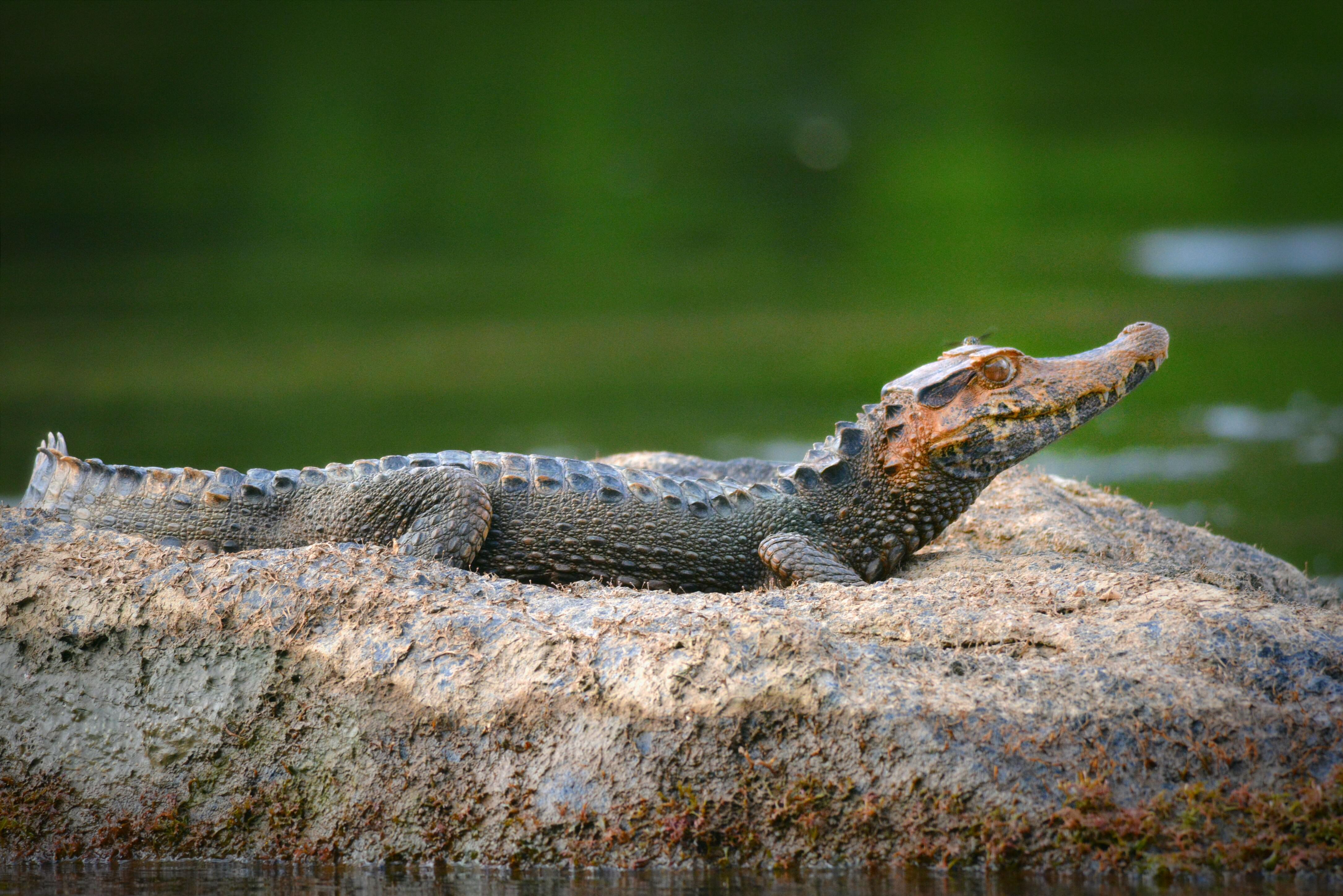 Caiman Wallpapers - Wallpaper Cave