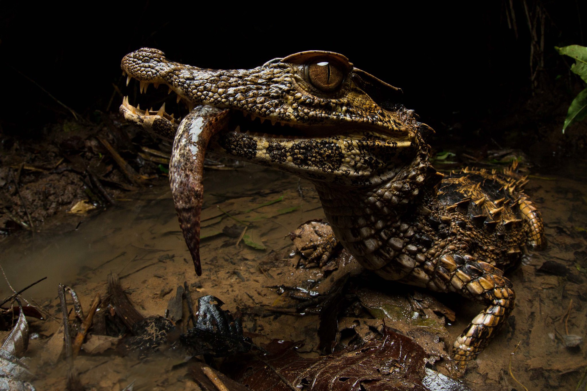 Caiman Wallpapers - Wallpaper Cave
