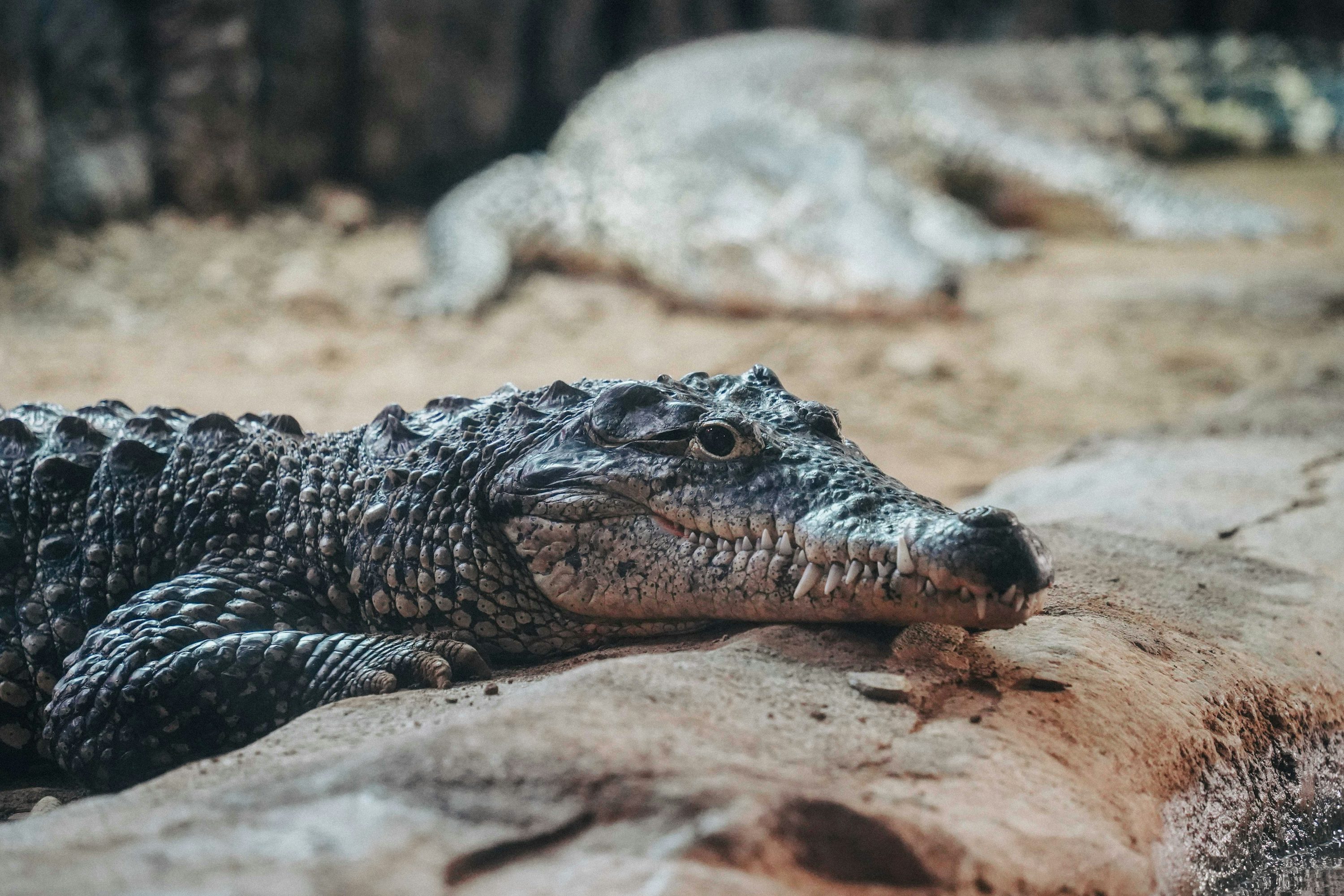 Caiman Wallpapers - Wallpaper Cave