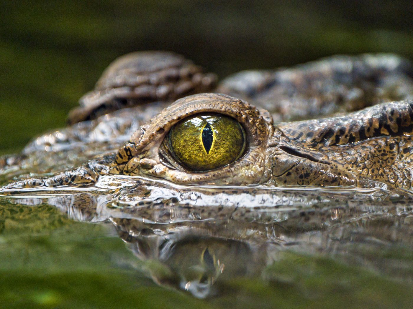 Caiman Wallpapers - Wallpaper Cave