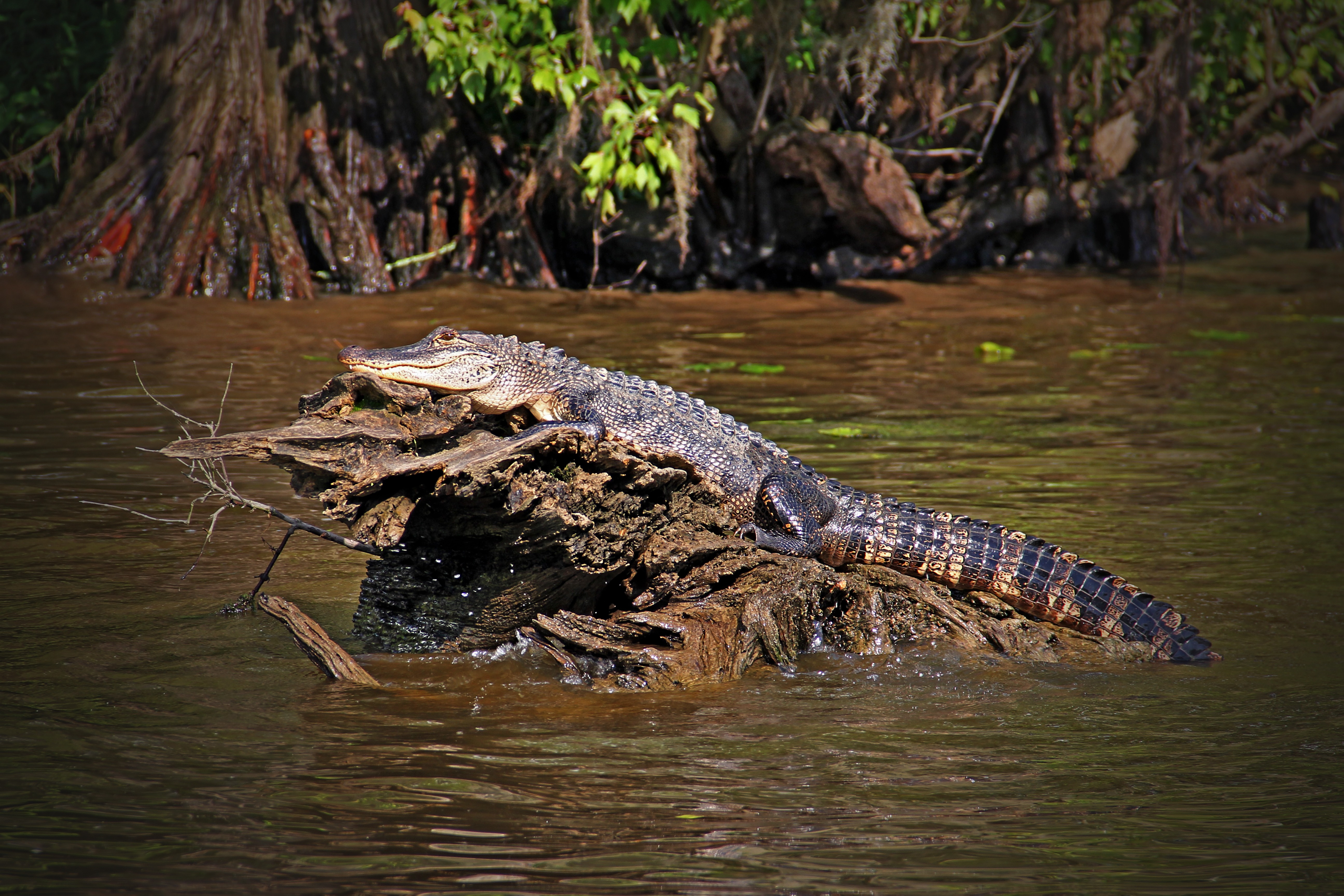 Caiman Wallpapers - Wallpaper Cave