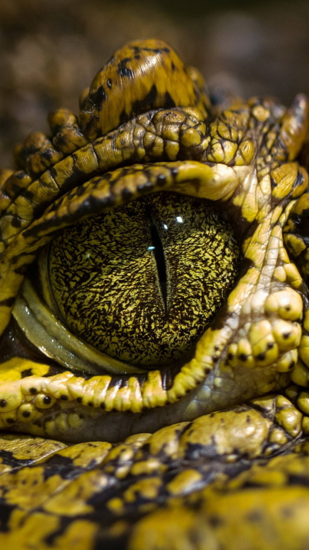 Caiman Wallpapers - Wallpaper Cave