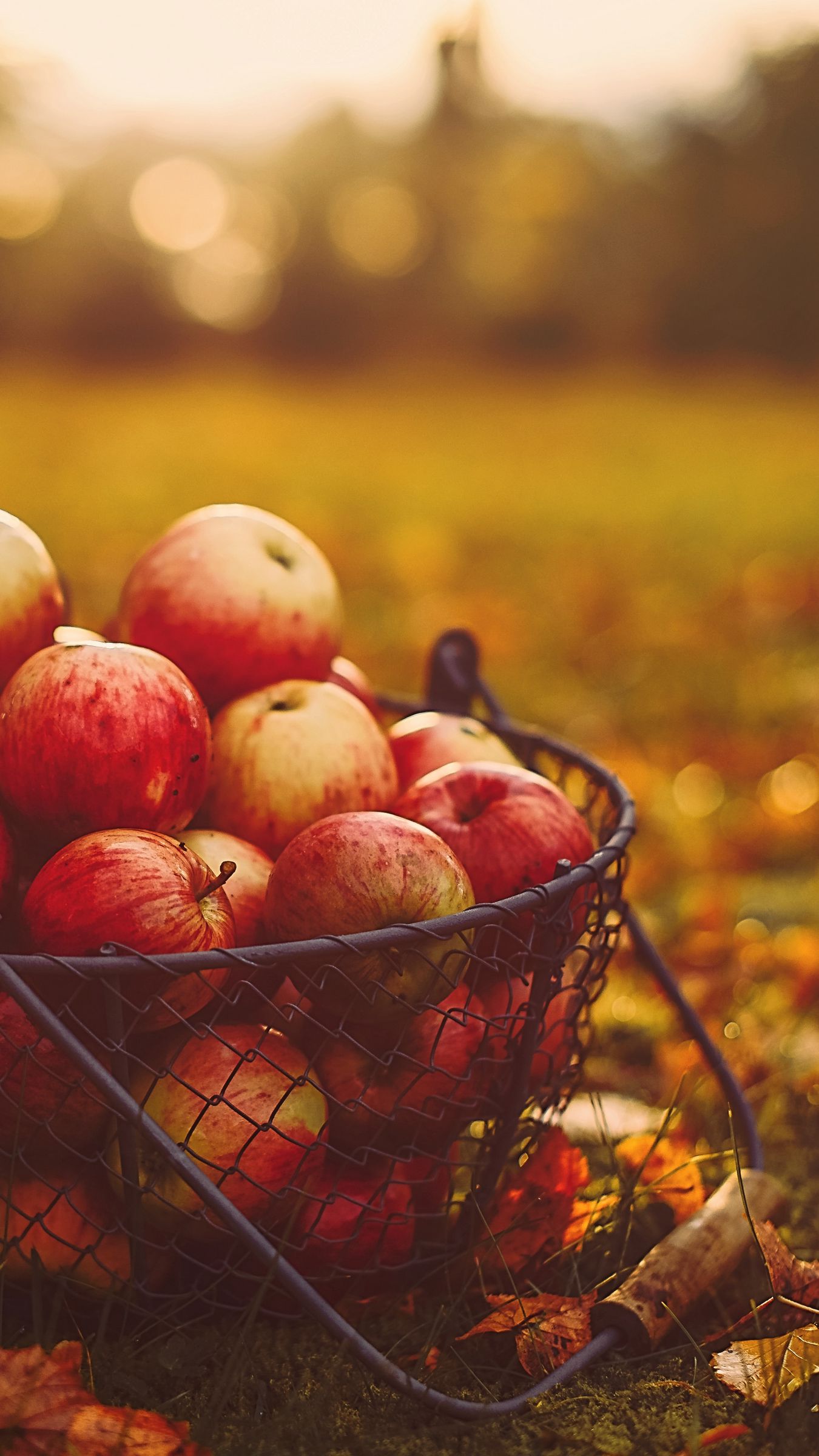 Fall Apples Wallpapers - Wallpaper Cave