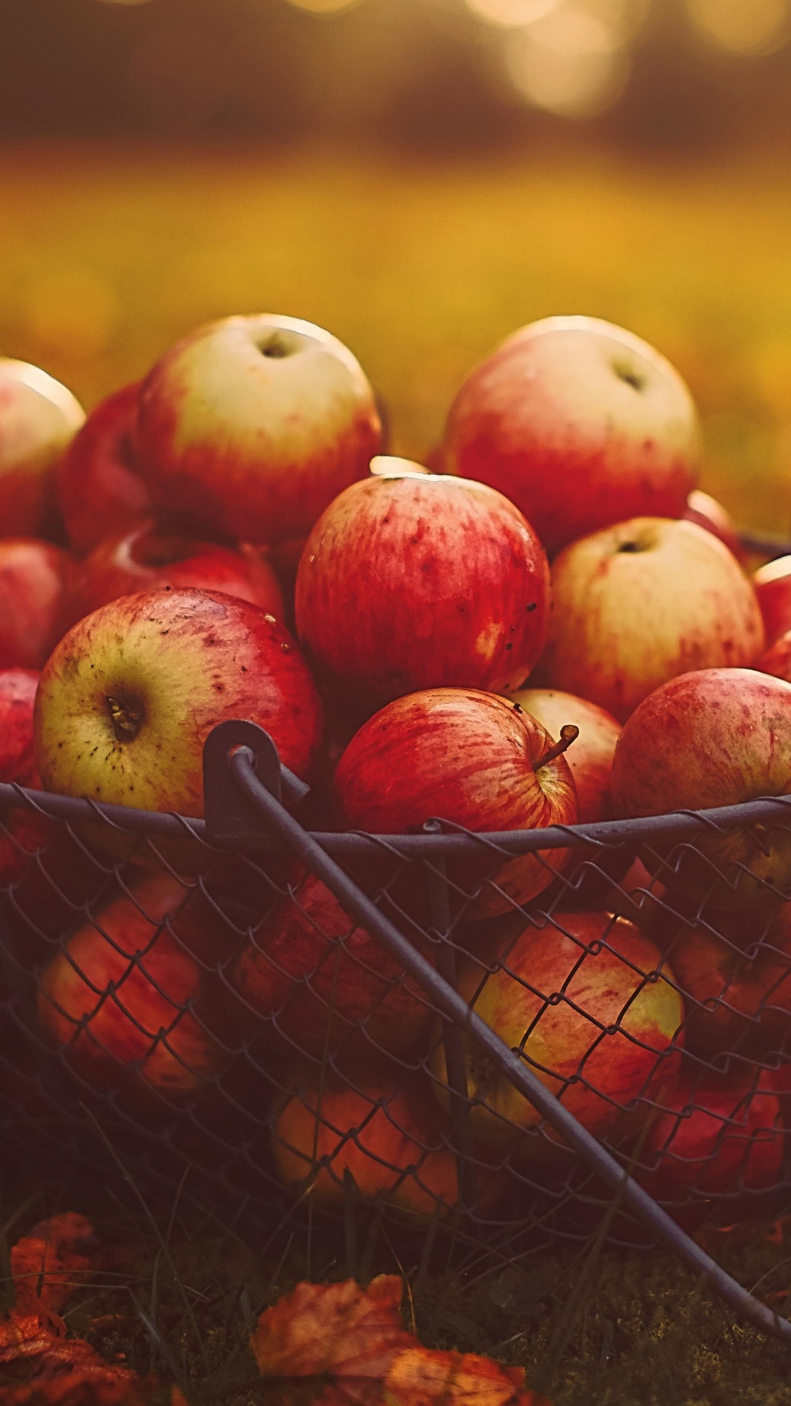 Fall Apples Wallpapers - Wallpaper Cave