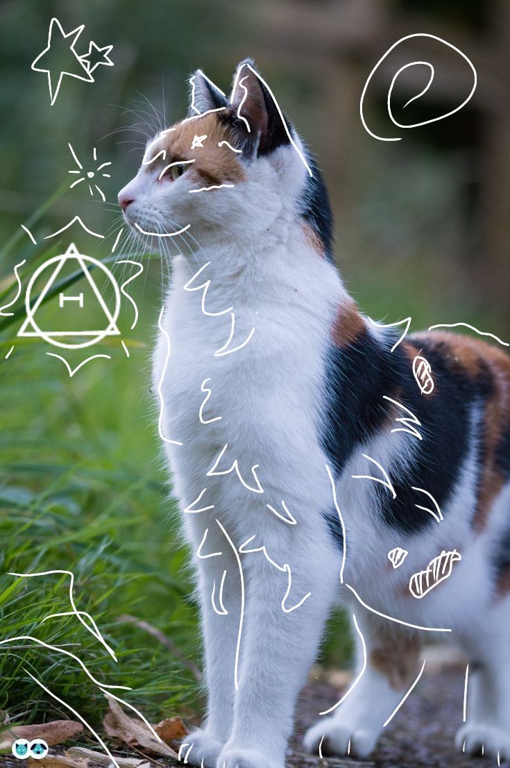 Calico Cat Funny Wallpapers - Wallpaper Cave