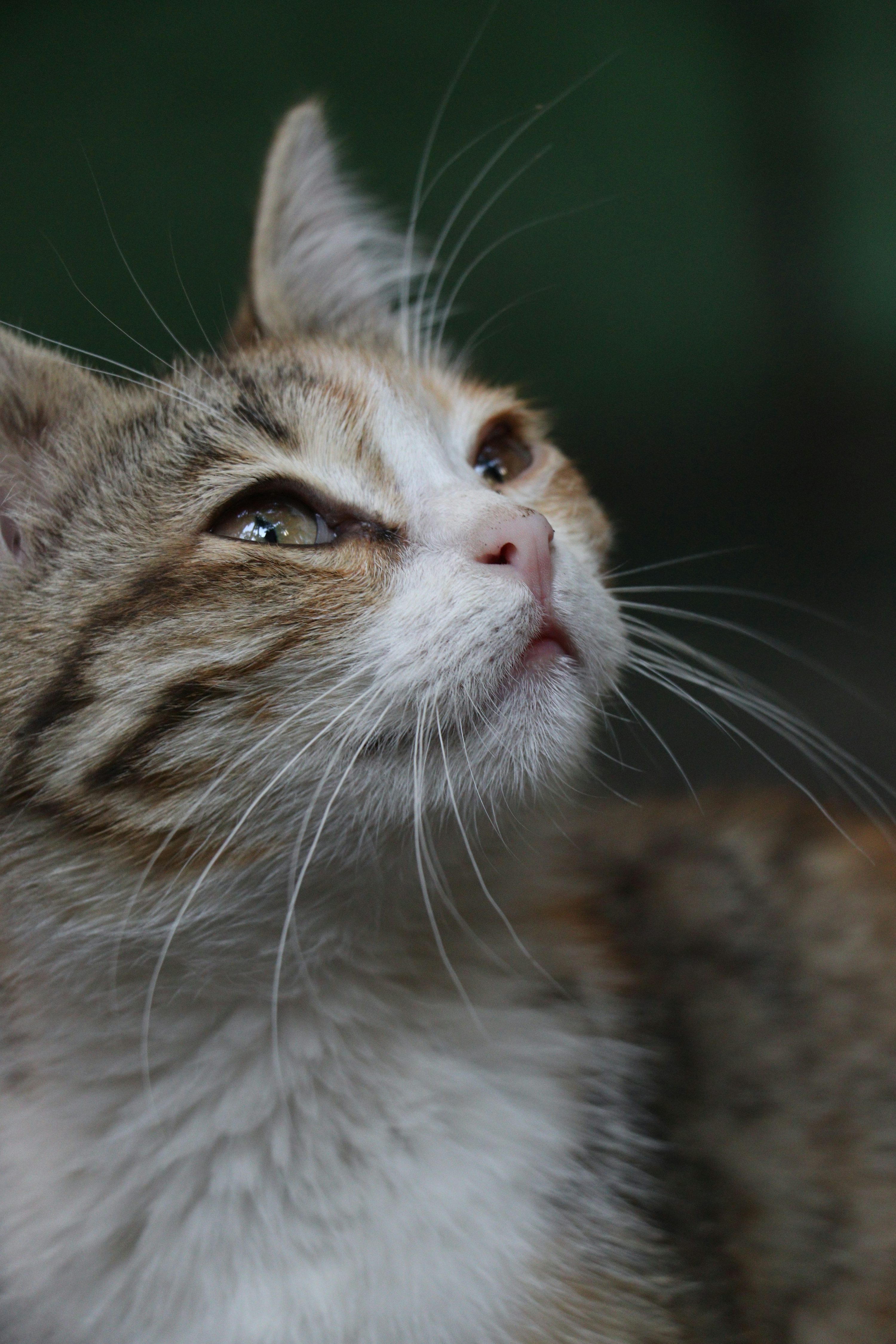 Side Eyes Cat Wallpapers - Wallpaper Cave