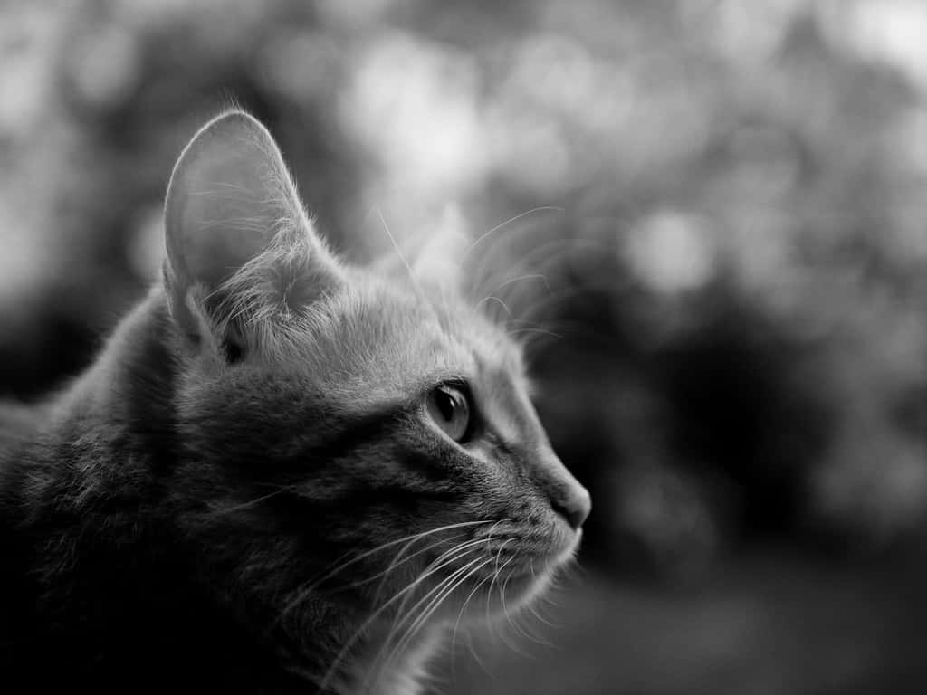 Side Eyes Cat Wallpapers - Wallpaper Cave