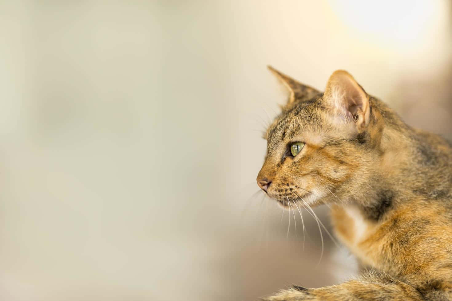 Side Eyes Cat Wallpapers - Wallpaper Cave