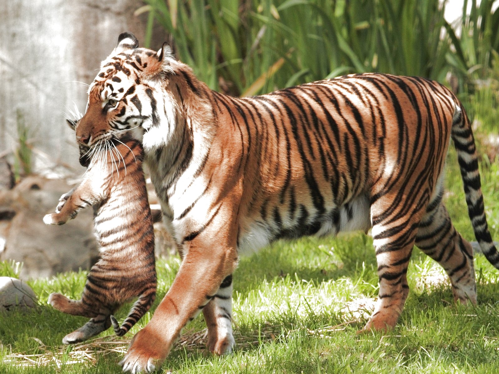 Cat And Tiger Wallpapers - Wallpaper Cave