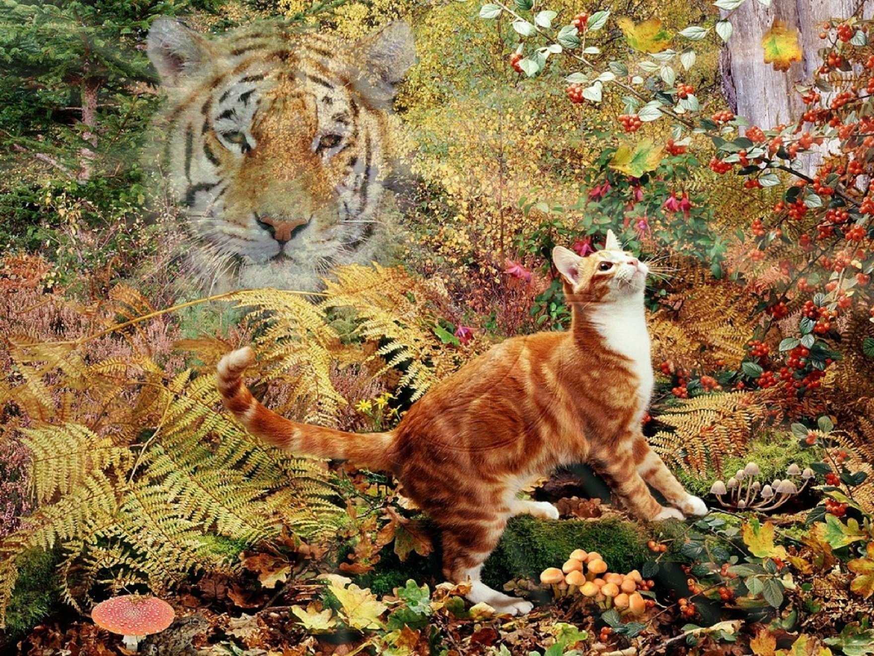 Cat And Tiger Wallpapers - Wallpaper Cave