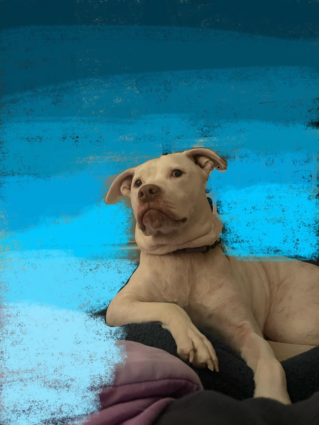 Pibble Wallpapers - Wallpaper Cave