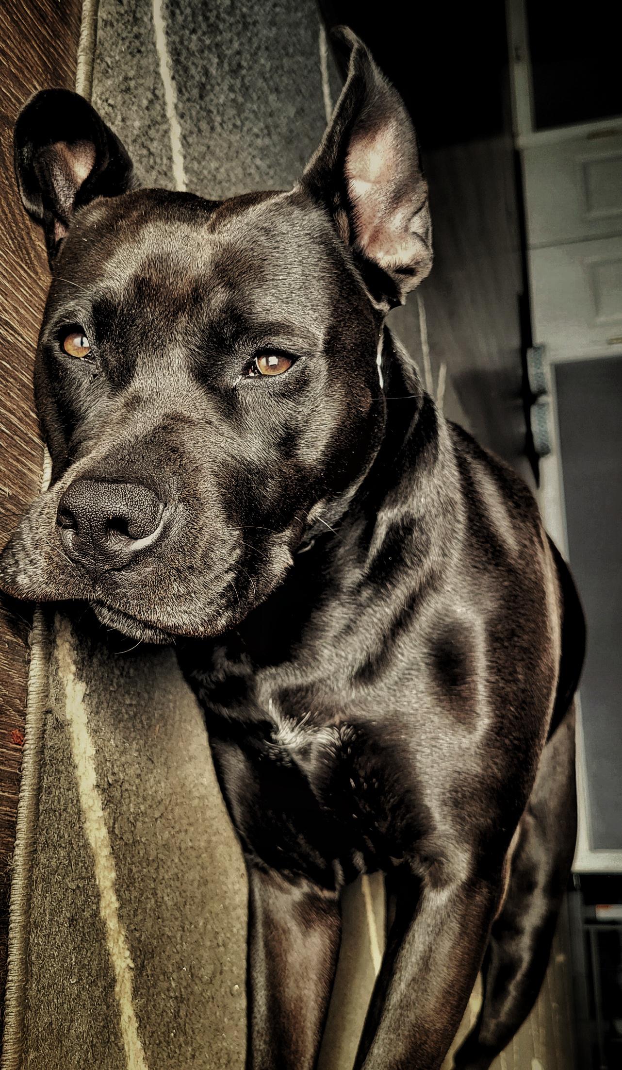 Pibble Wallpapers - Wallpaper Cave