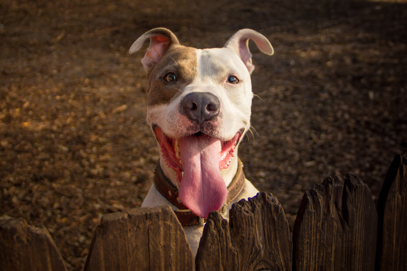 Pibble Wallpapers - Wallpaper Cave