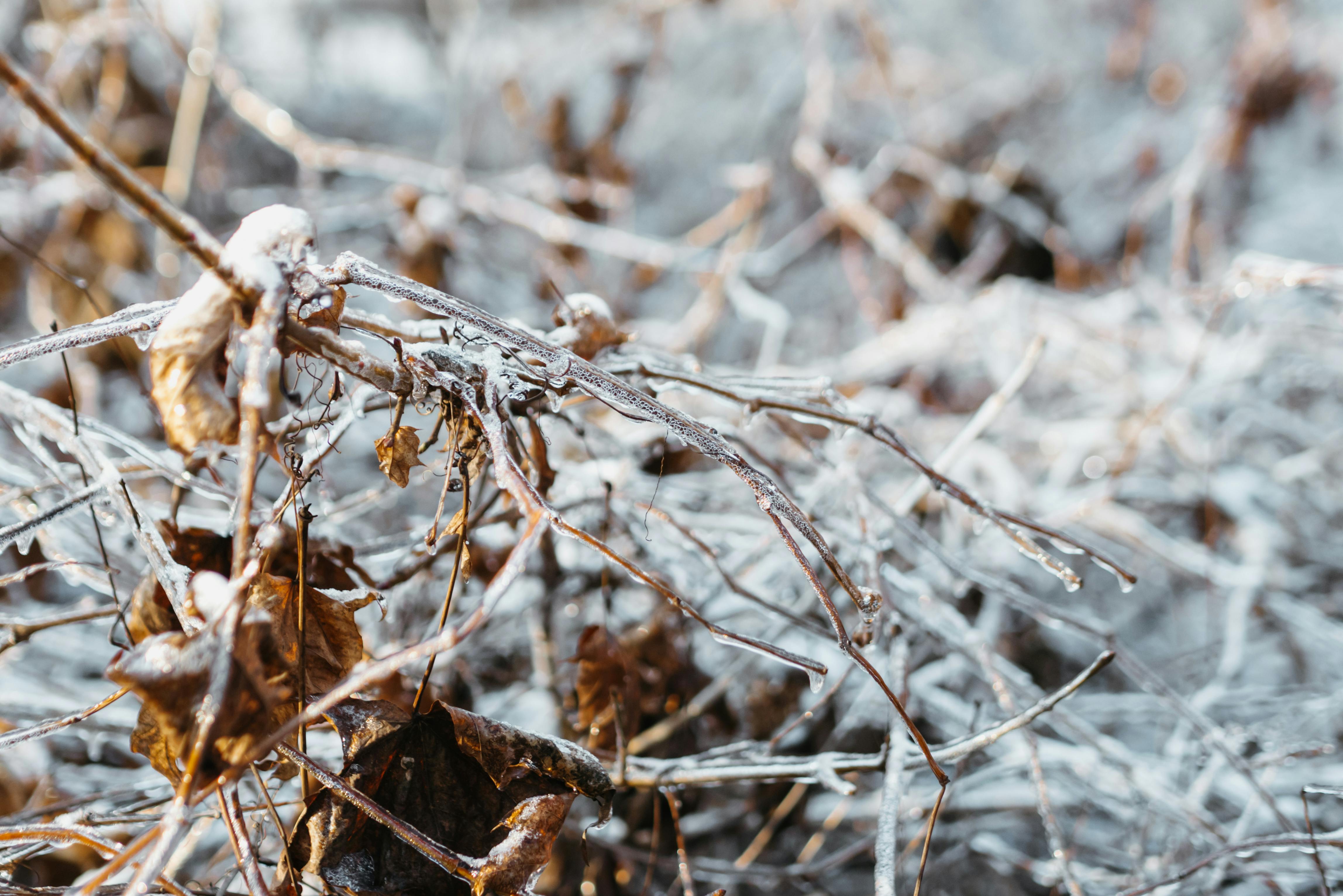 Snow Flurry Wallpapers - Wallpaper Cave