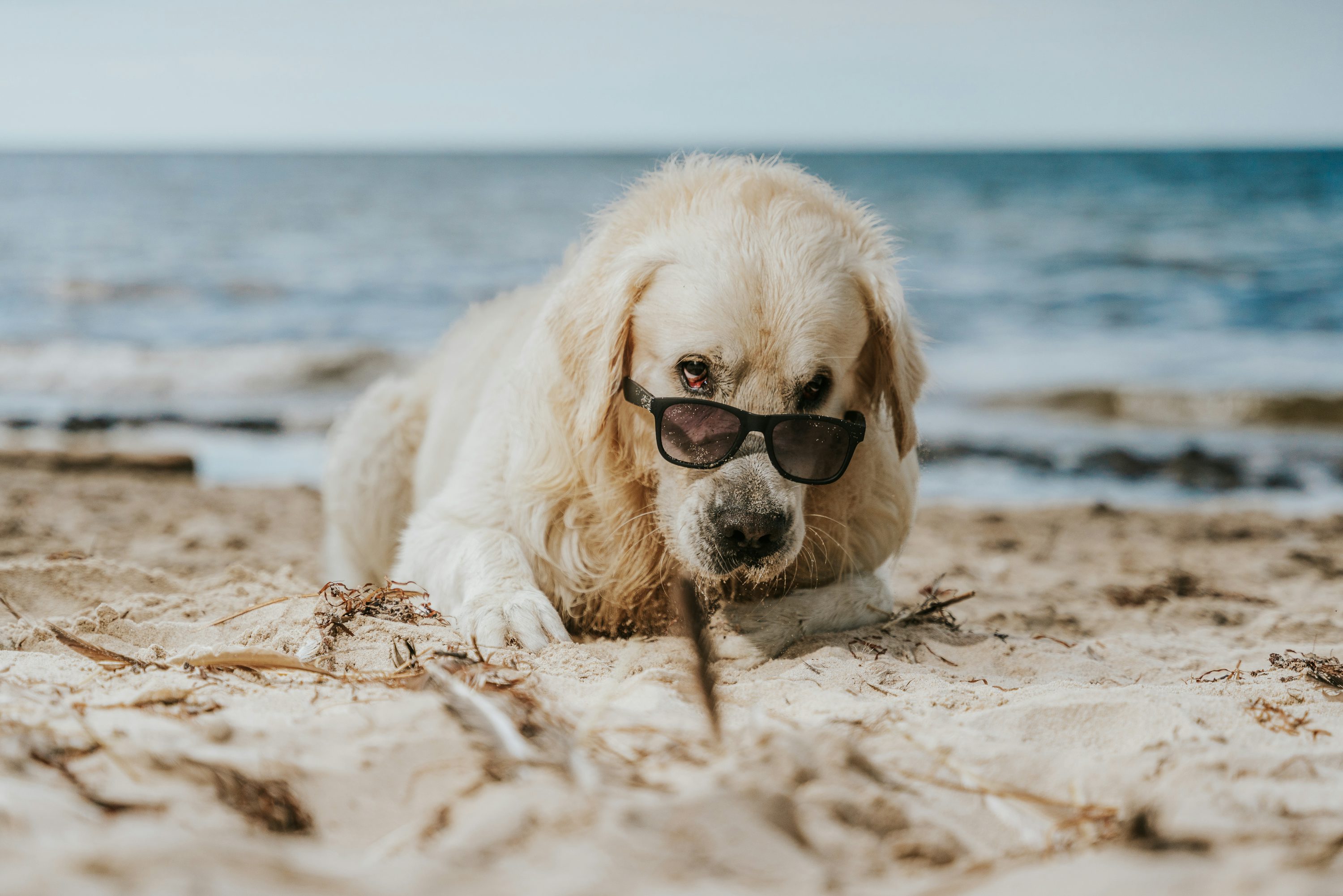 Chill Dog Wallpapers - Wallpaper Cave
