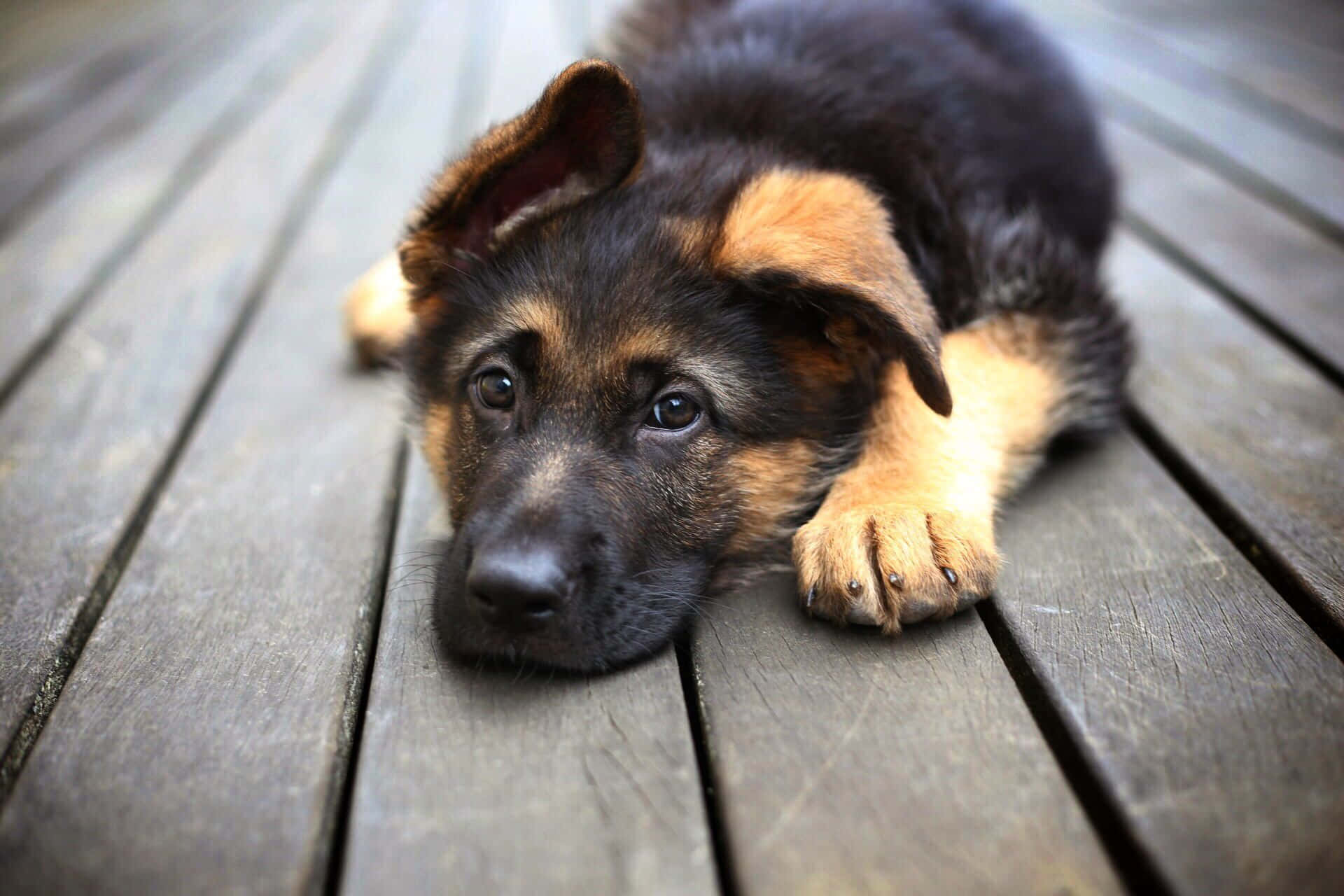 Chill Dog Wallpapers - Wallpaper Cave