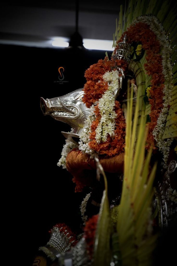 Panjurli Wallpapers - Wallpaper Cave