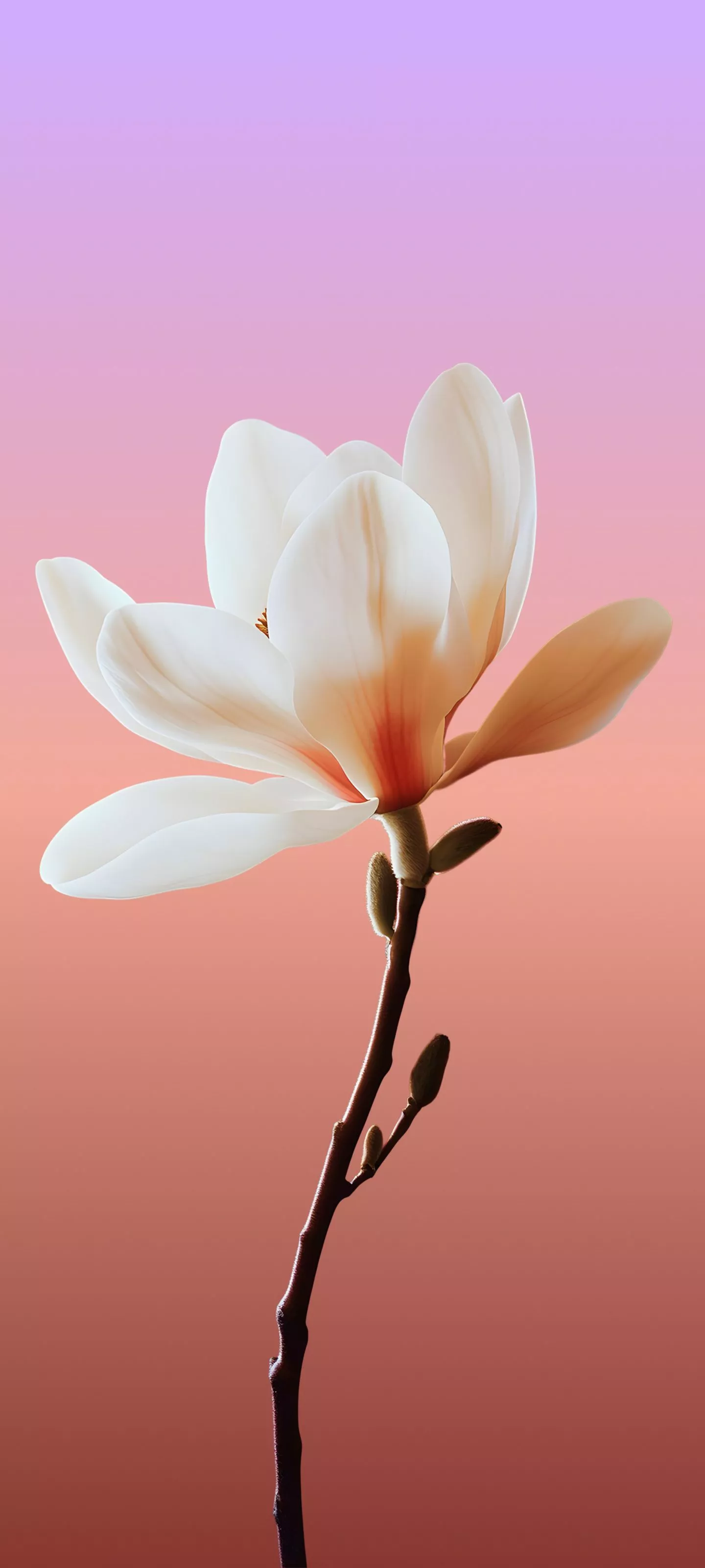 Meizu 22 Wallpapers - Wallpaper Cave