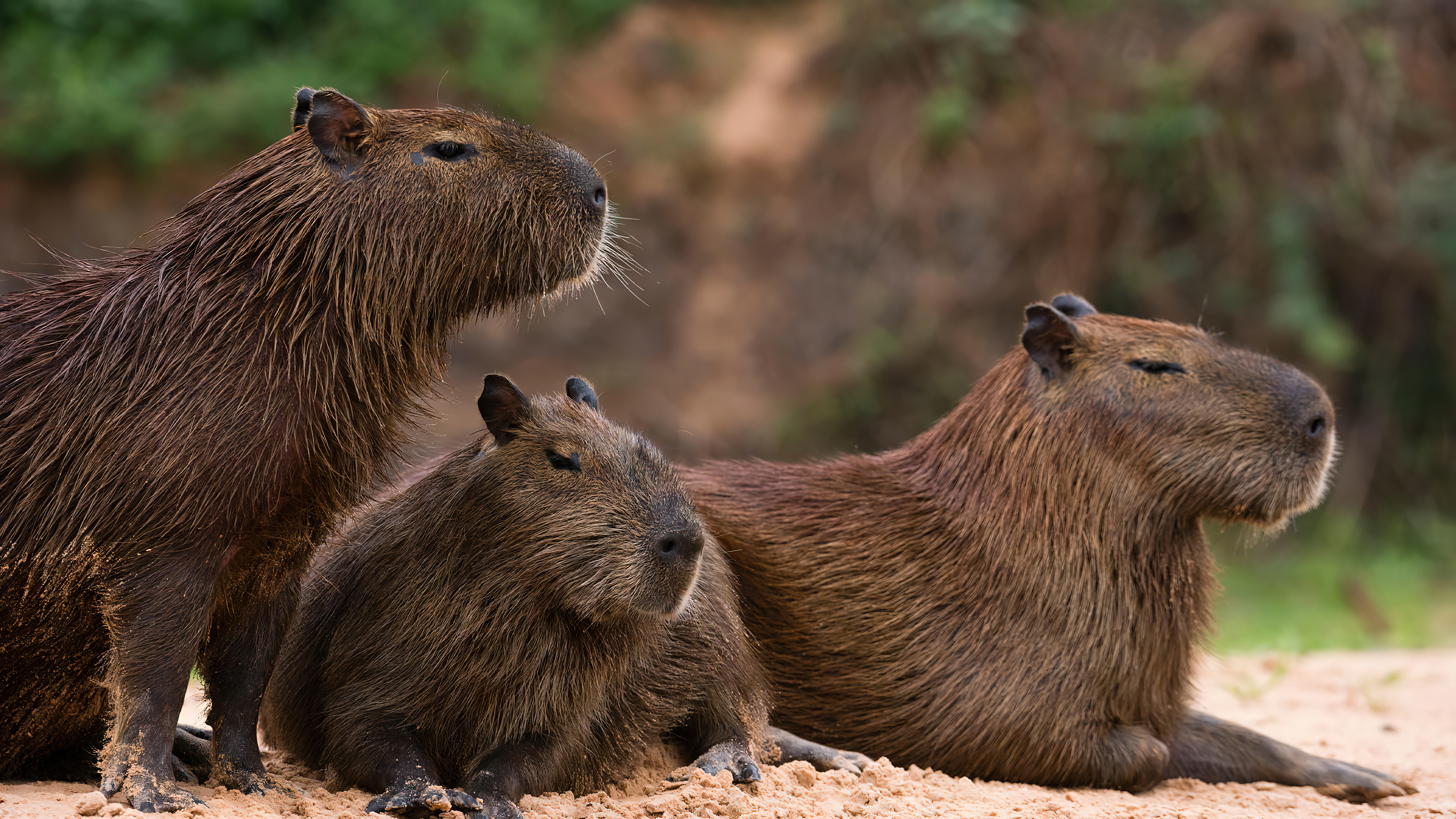 Capybara Computer Wallpapers - Wallpaper Cave