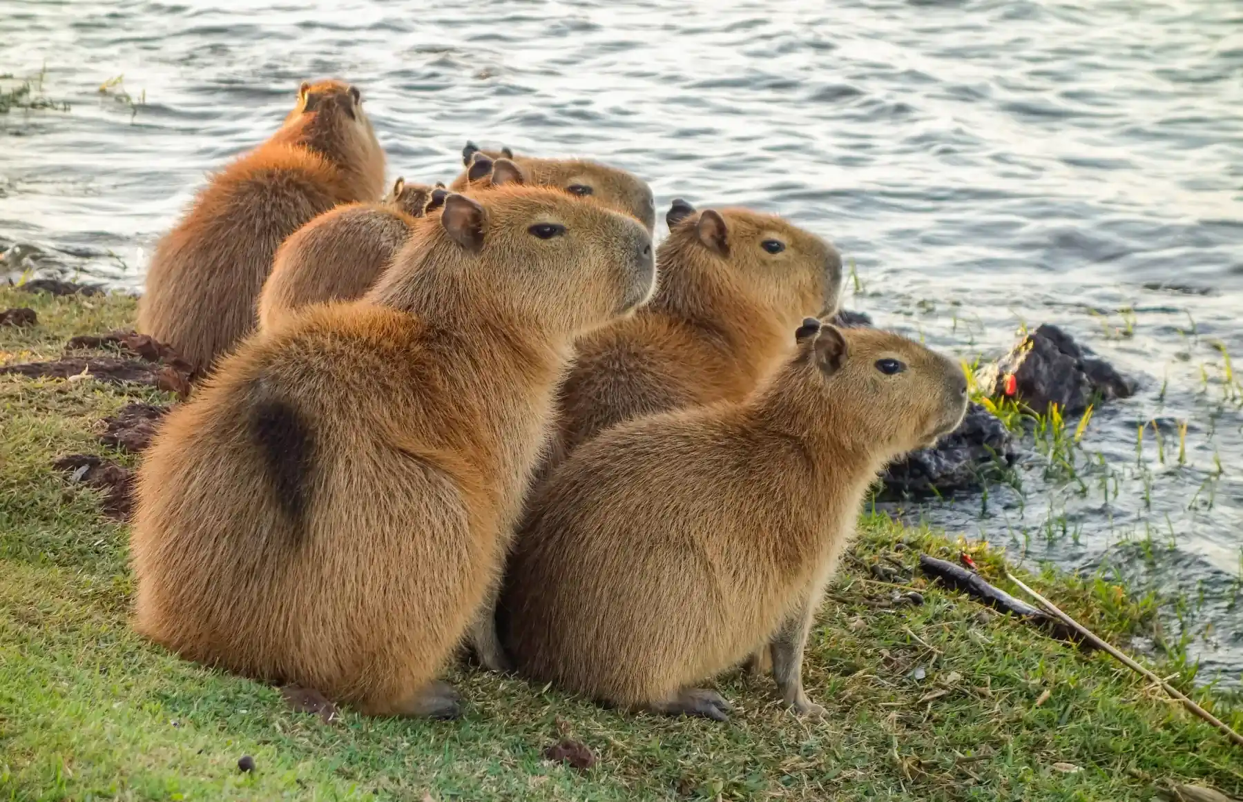 Capybara Computer Wallpapers - Wallpaper Cave