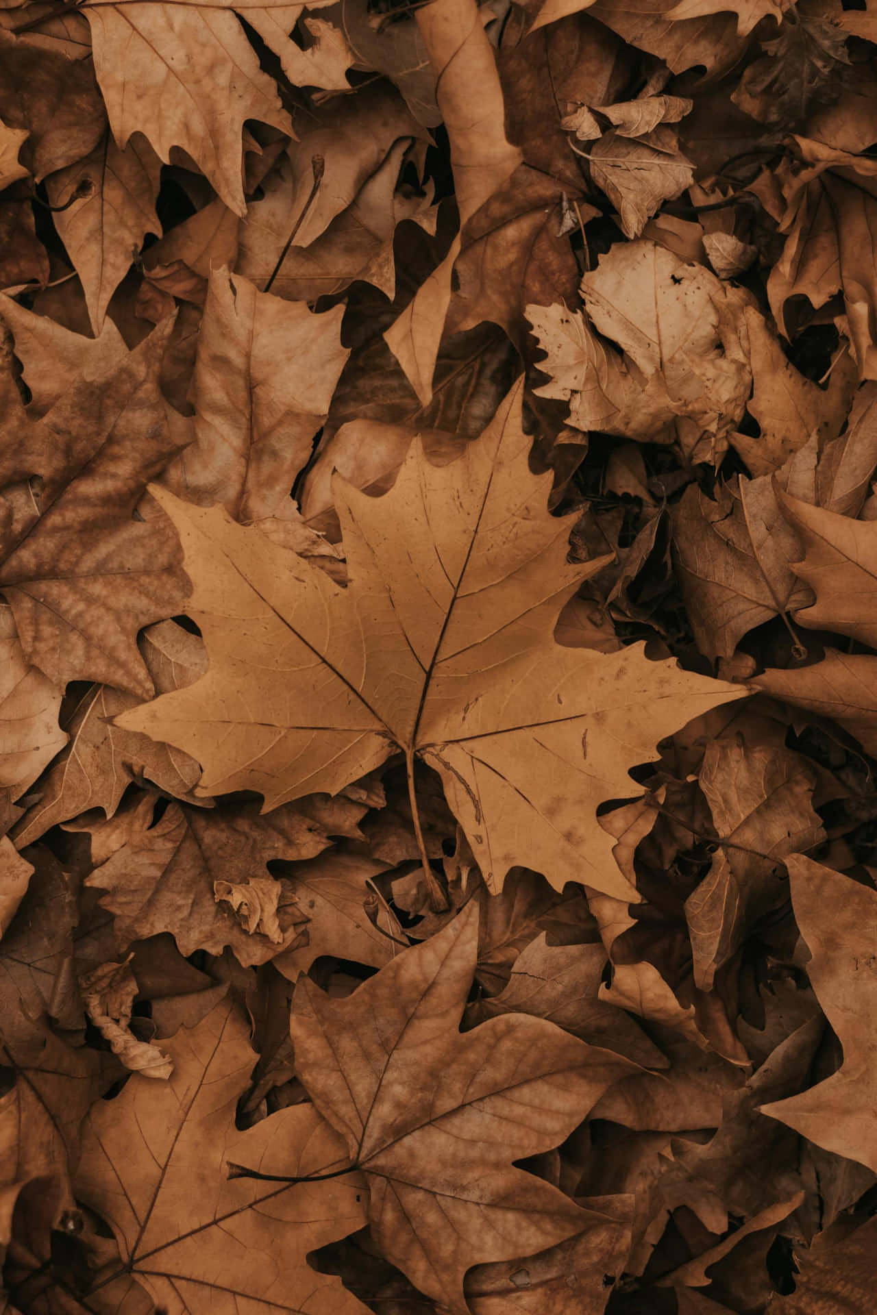 Autumn Aesthetic Brown Wallpapers - Wallpaper Cave