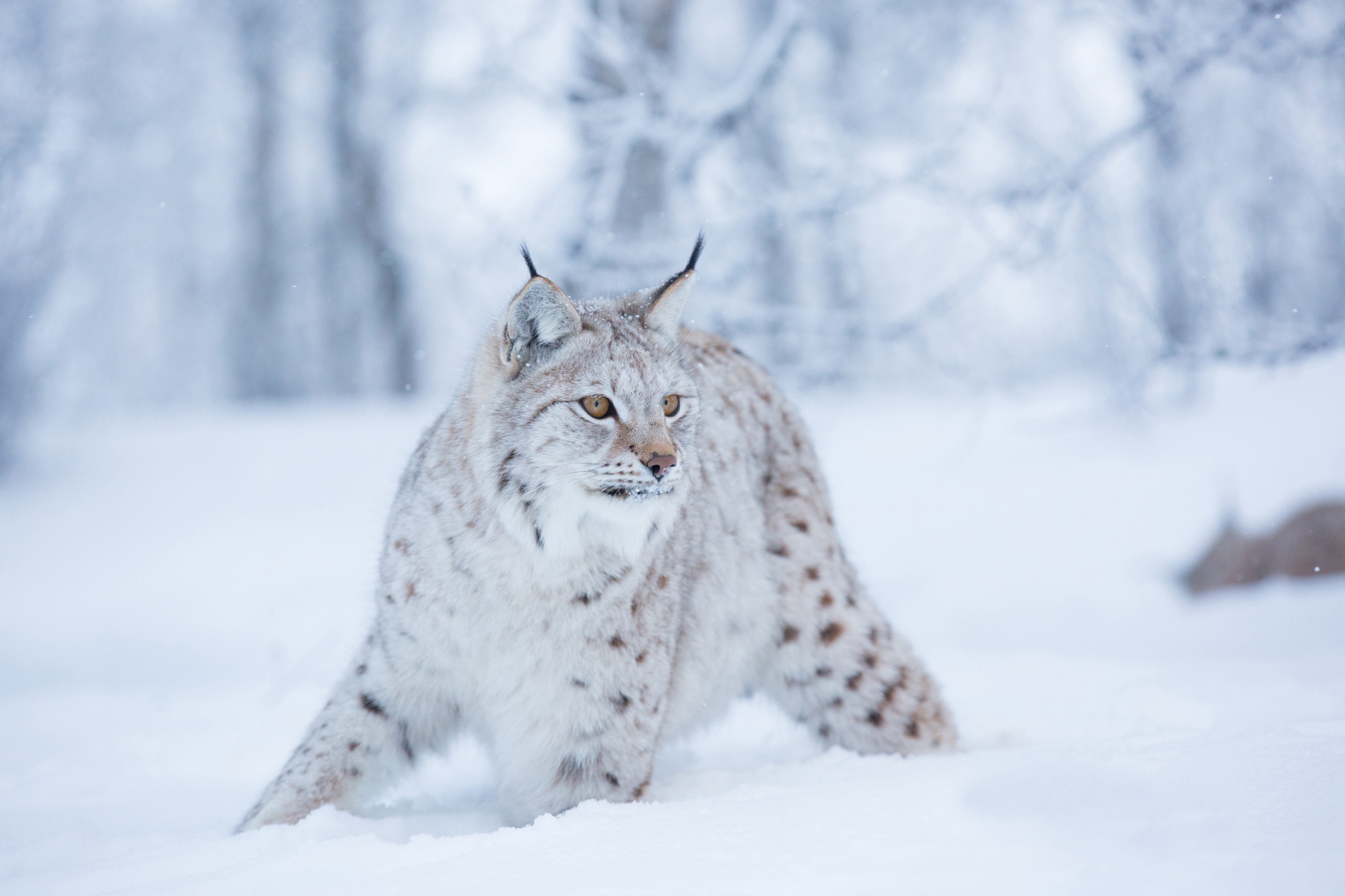 Winter Animal 4k Wallpapers - Wallpaper Cave