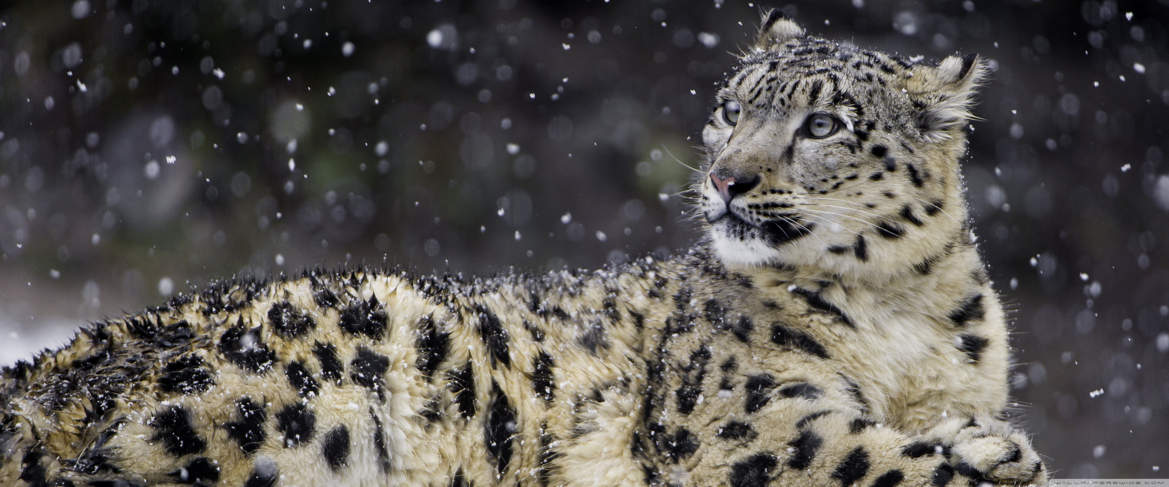 Winter Animal 4k Wallpapers - Wallpaper Cave