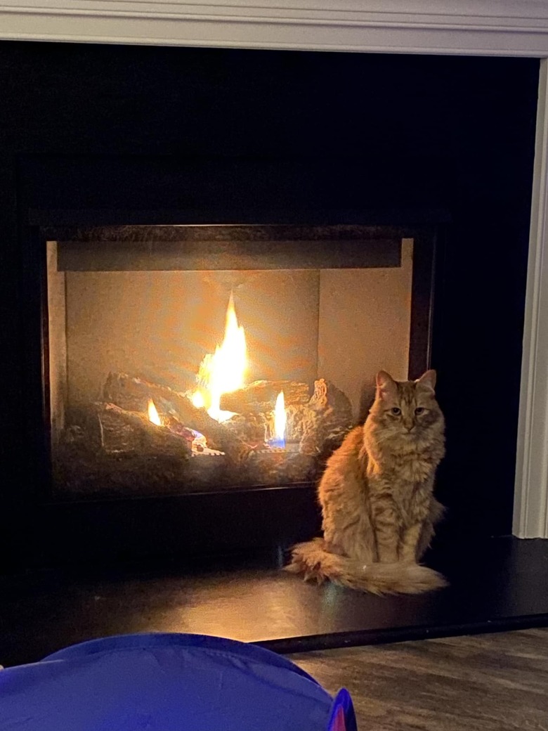 Winter Cat Fireplace Wallpapers - Wallpaper Cave