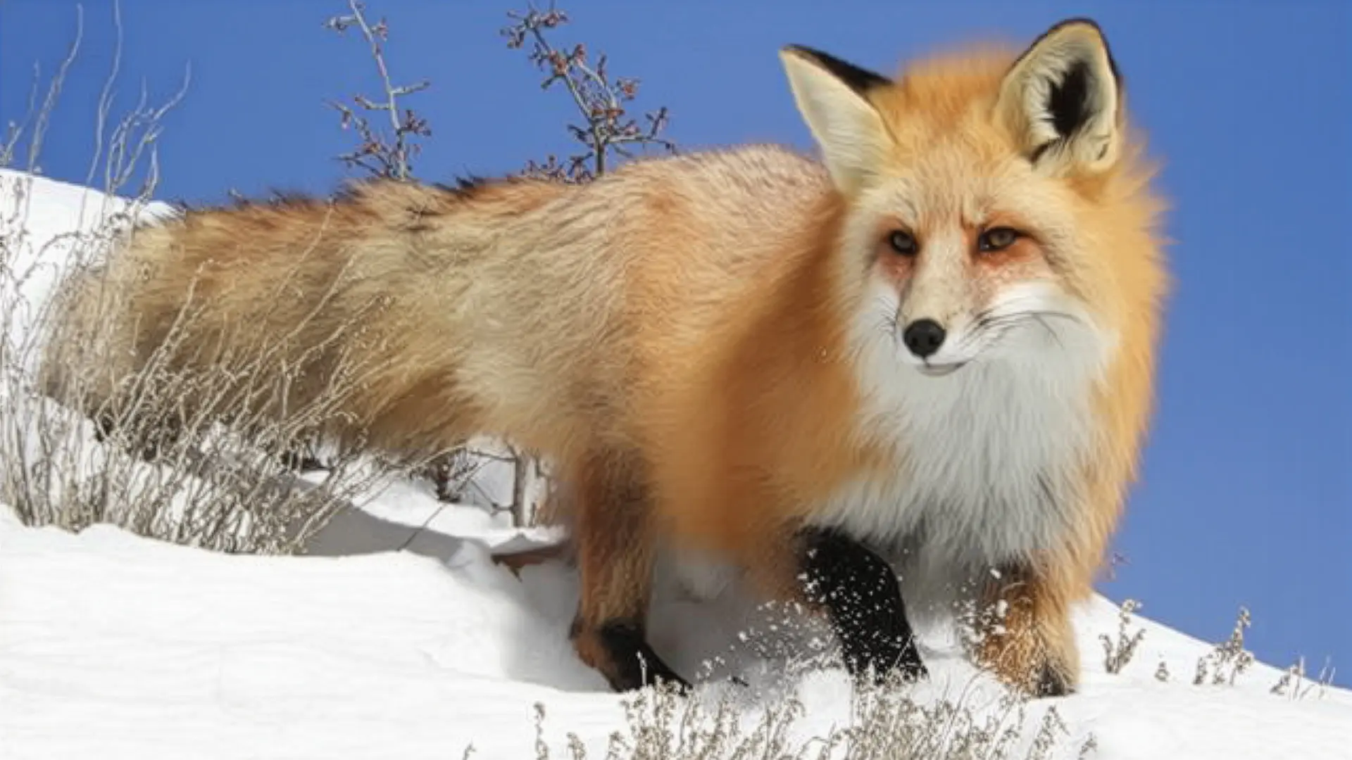 Orange Fox Winter Wallpapers - Wallpaper Cave