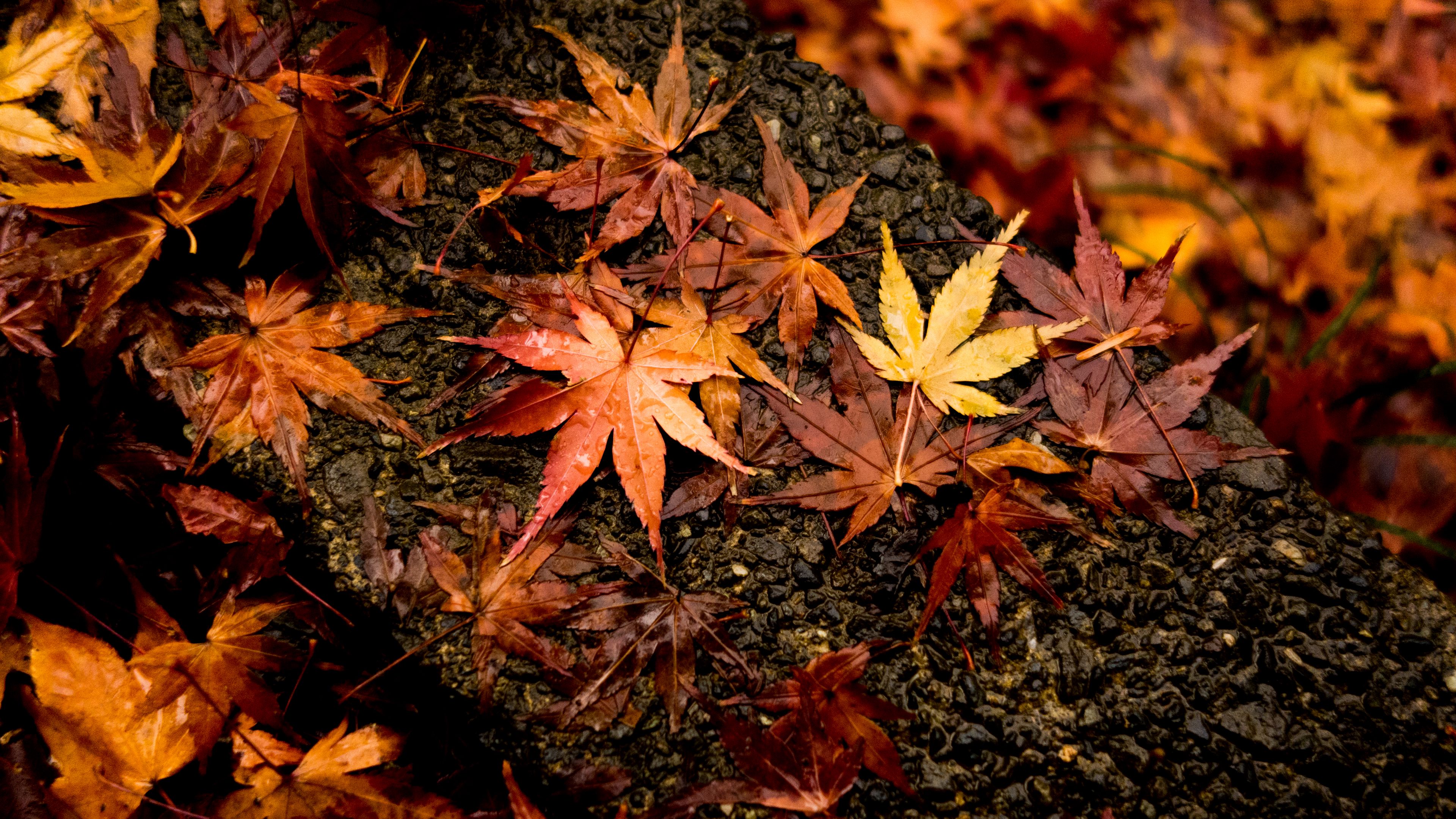 Autumn Brown Desktop Wallpapers - Wallpaper Cave