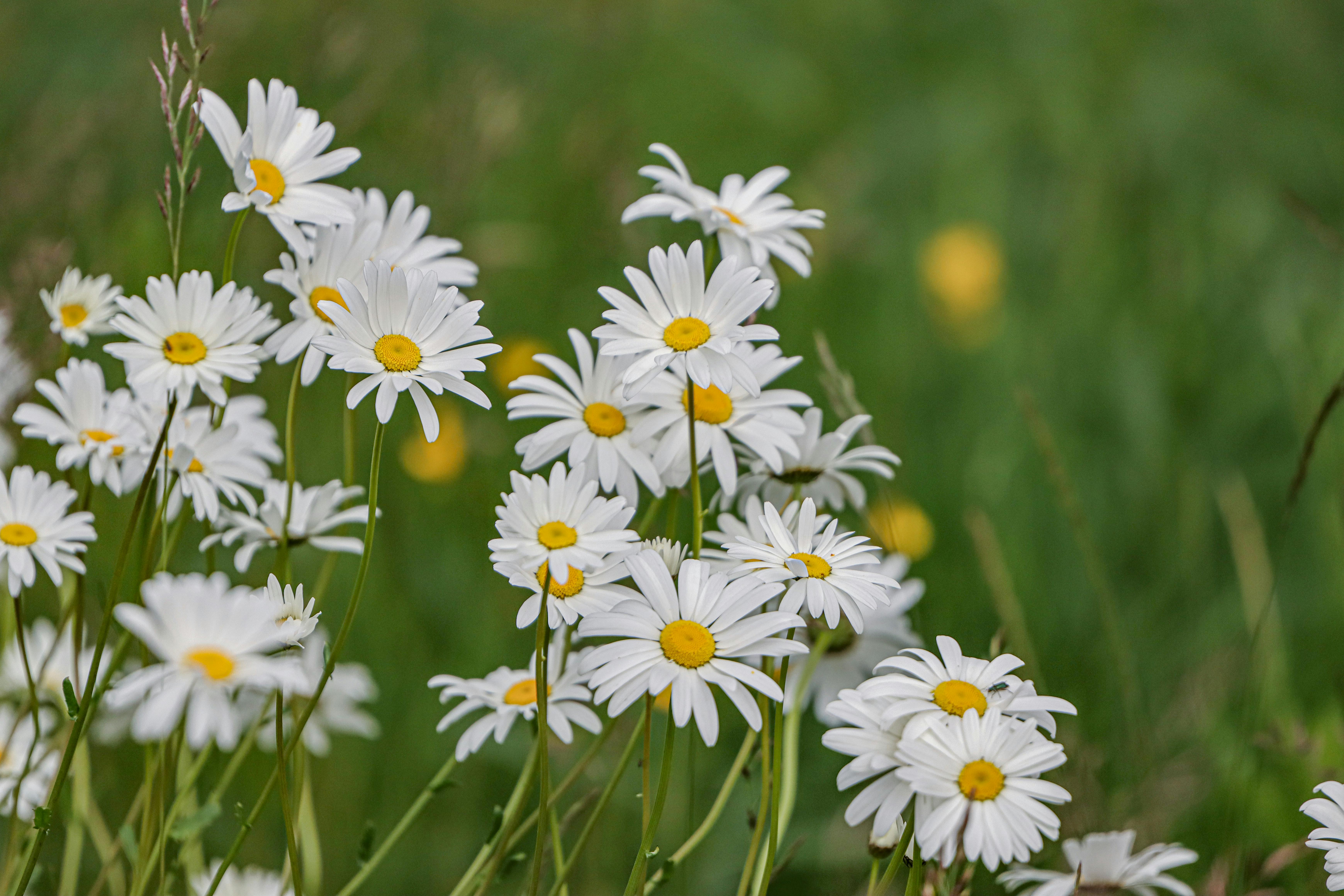 Common Daisy Wallpapers - Wallpaper Cave