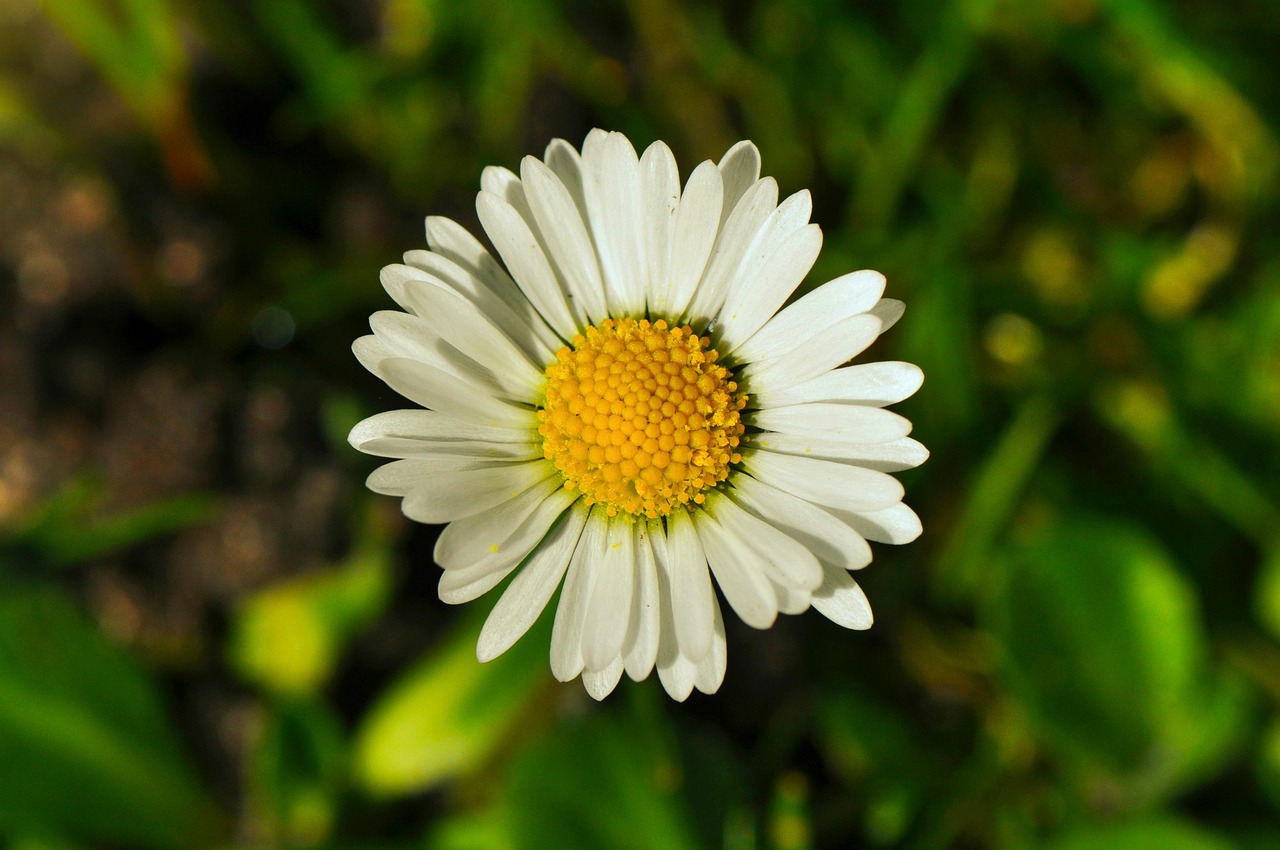 Common Daisy Wallpapers - Wallpaper Cave