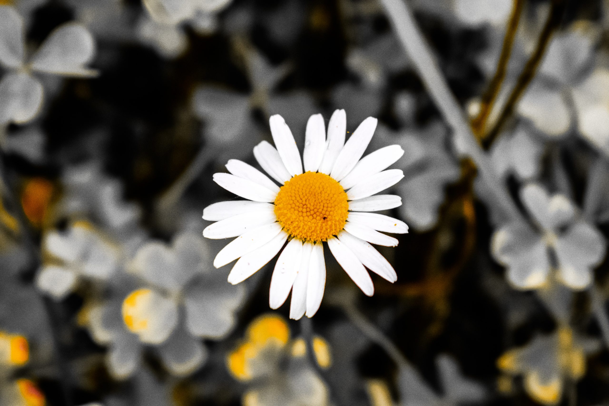 Common Daisy Wallpapers - Wallpaper Cave