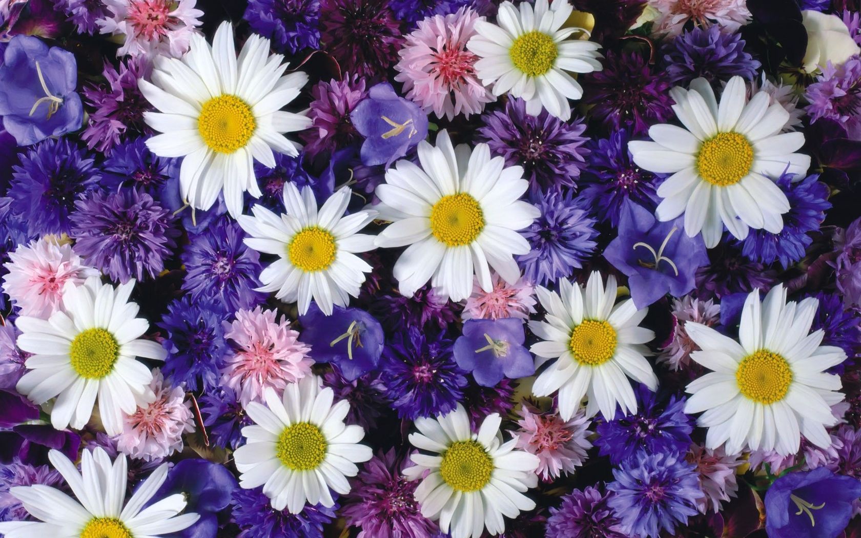 Common Daisy Wallpapers - Wallpaper Cave