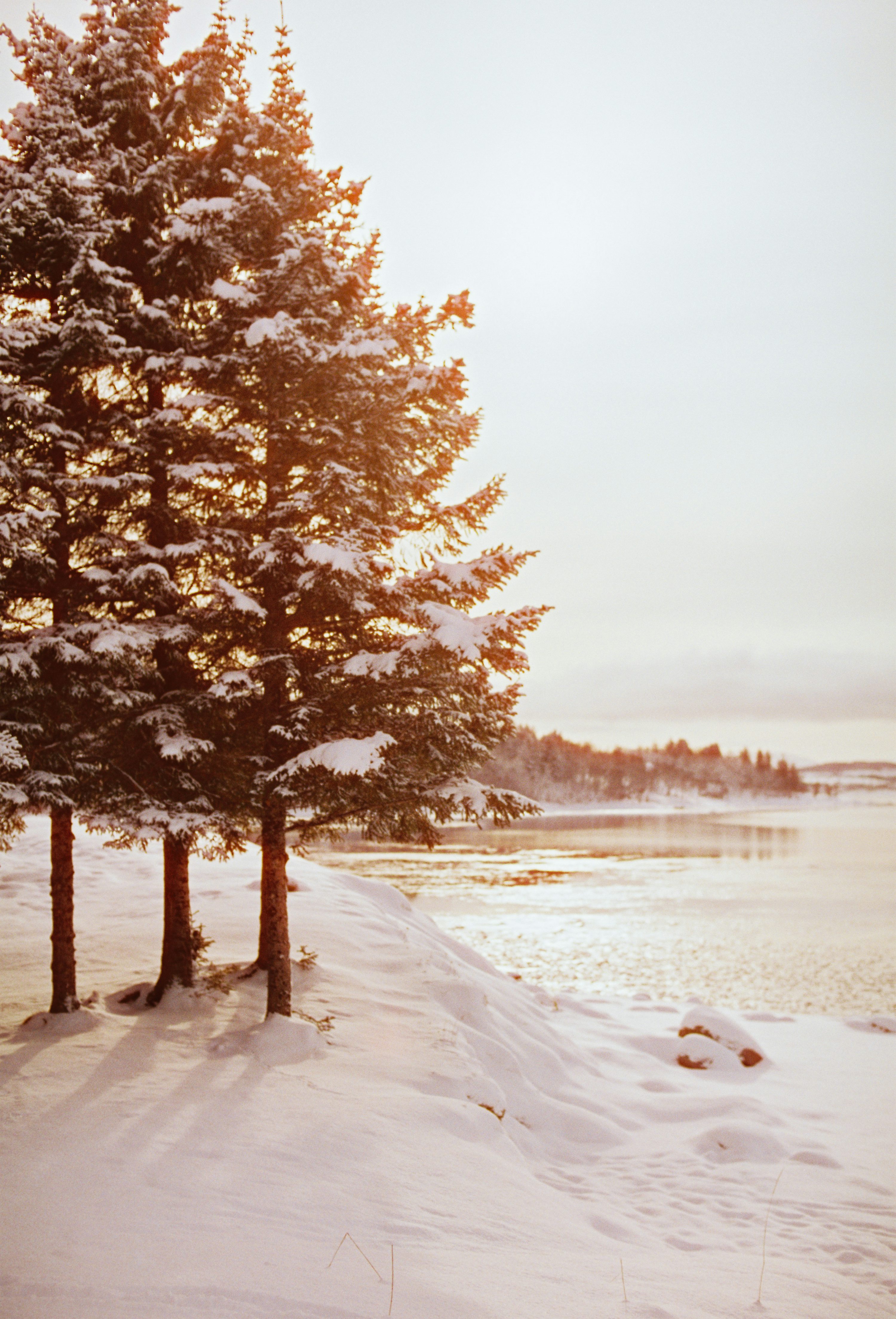 Winter Sunset Tree Wallpapers - Wallpaper Cave