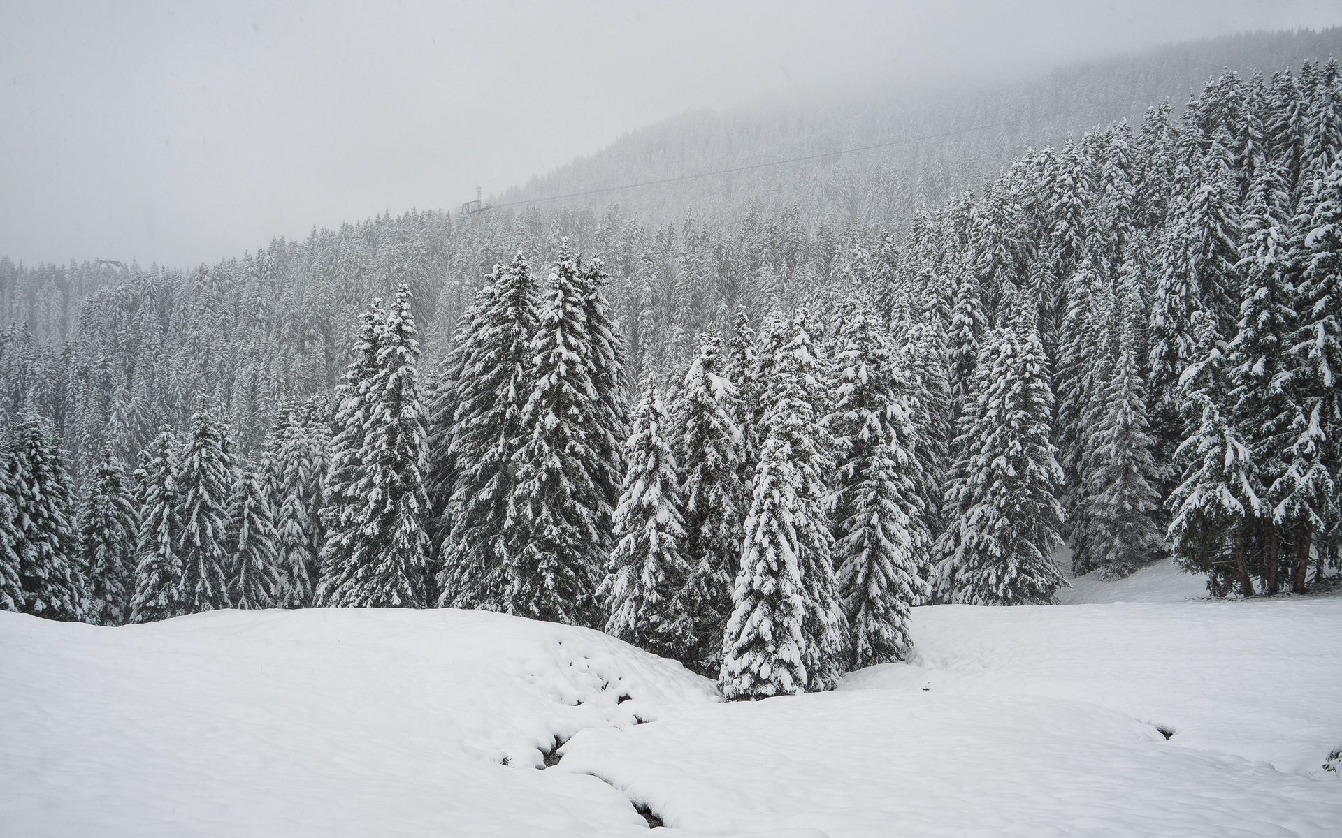 1920x1200 Winter Forest Wallpapers - Wallpaper Cave