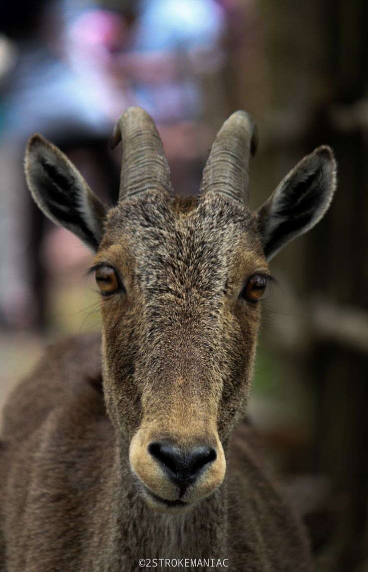 Tahr Wallpapers - Wallpaper Cave