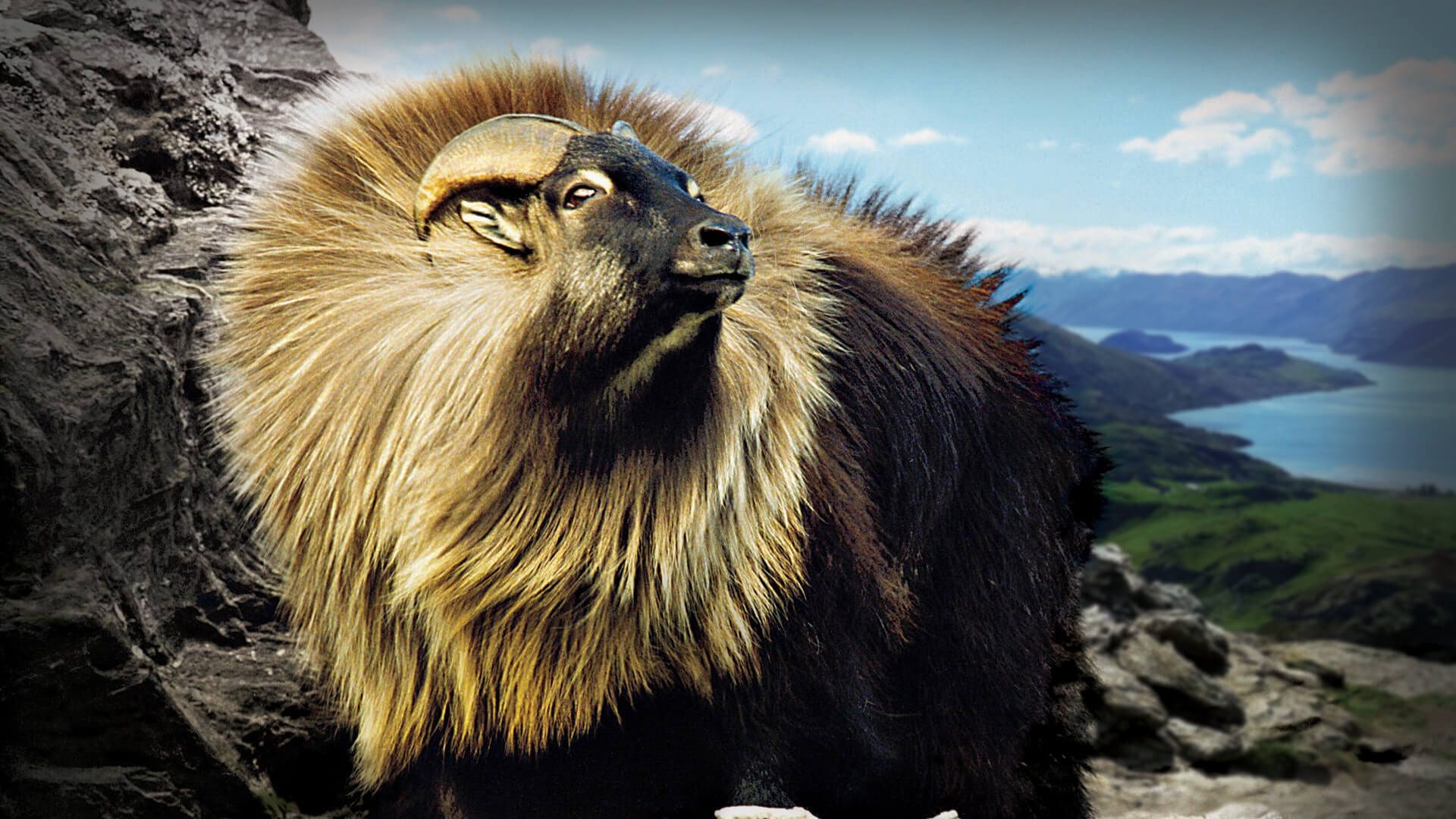 Tahr Wallpapers - Wallpaper Cave