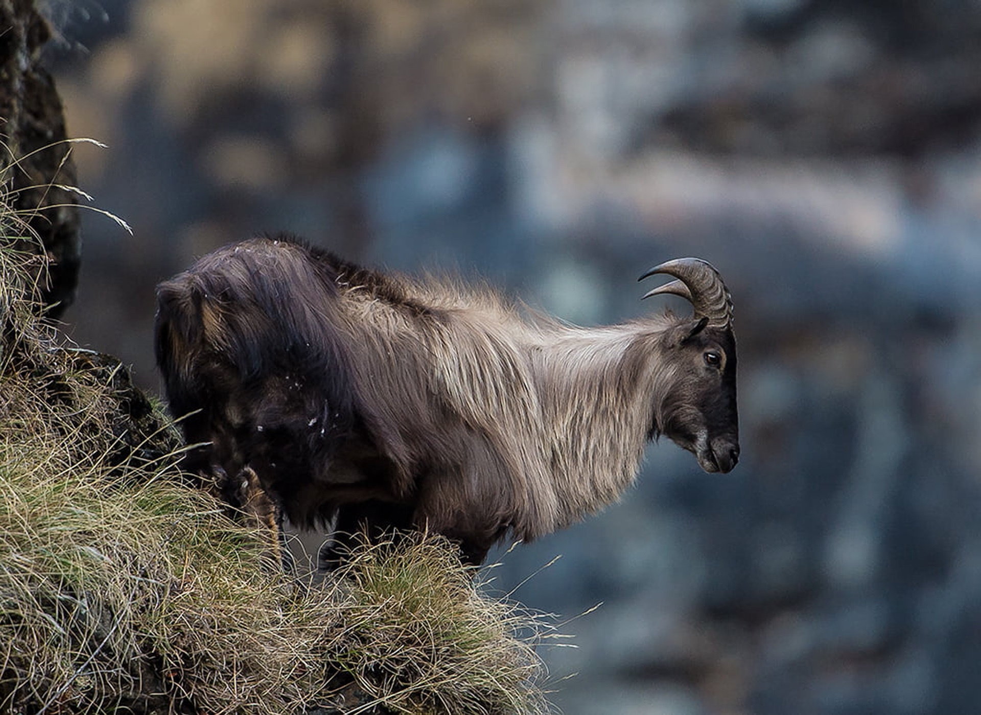 Tahr Wallpapers - Wallpaper Cave