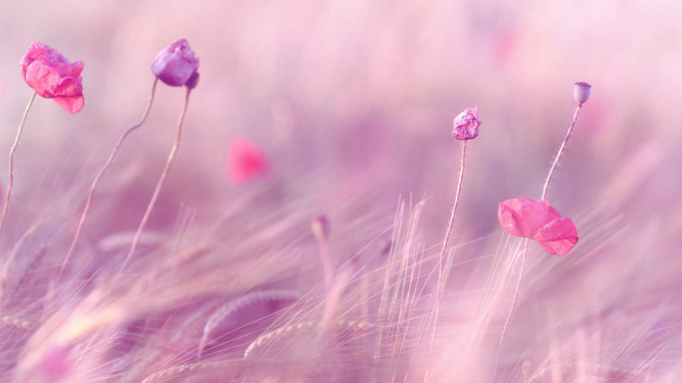 1366x768 Pink Wallpapers - Wallpaper Cave