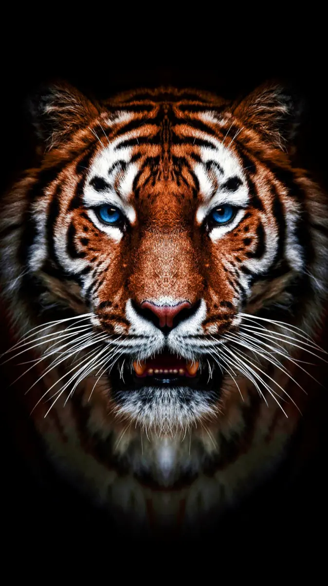 Indian Tiger Wallpapers - Wallpaper Cave