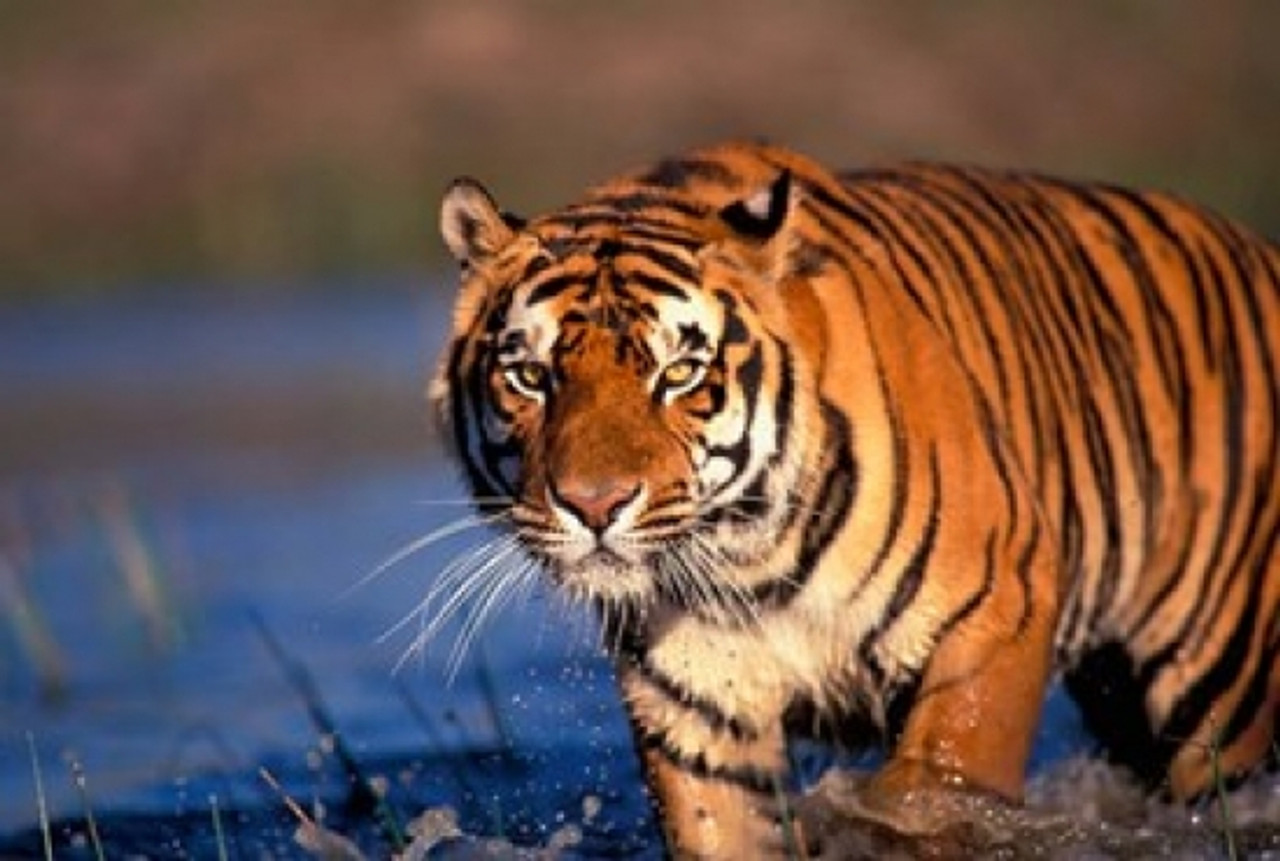 Indian Tiger Wallpapers - Wallpaper Cave