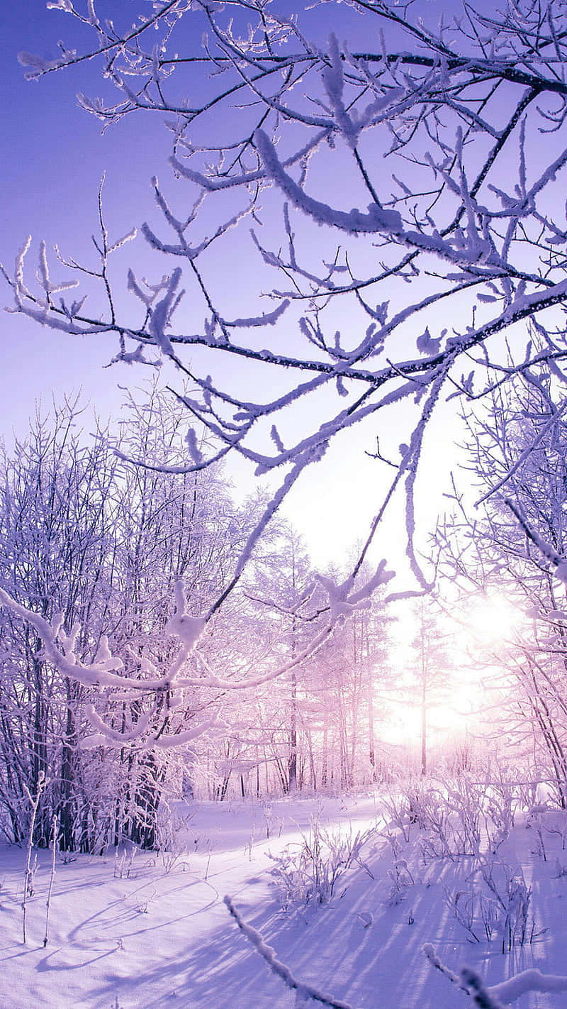 Purple Winter PFP Wallpapers - Wallpaper Cave
