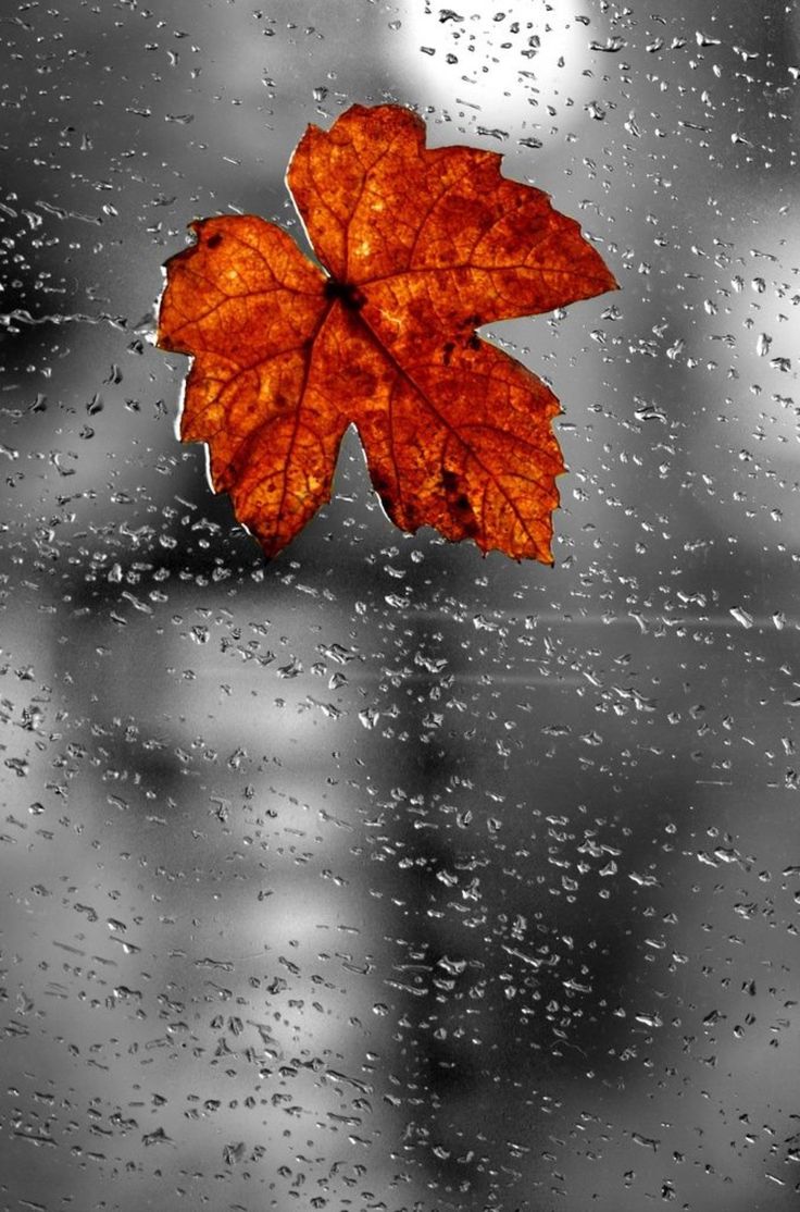 Autumn Rain Coffee Wallpapers - Wallpaper Cave