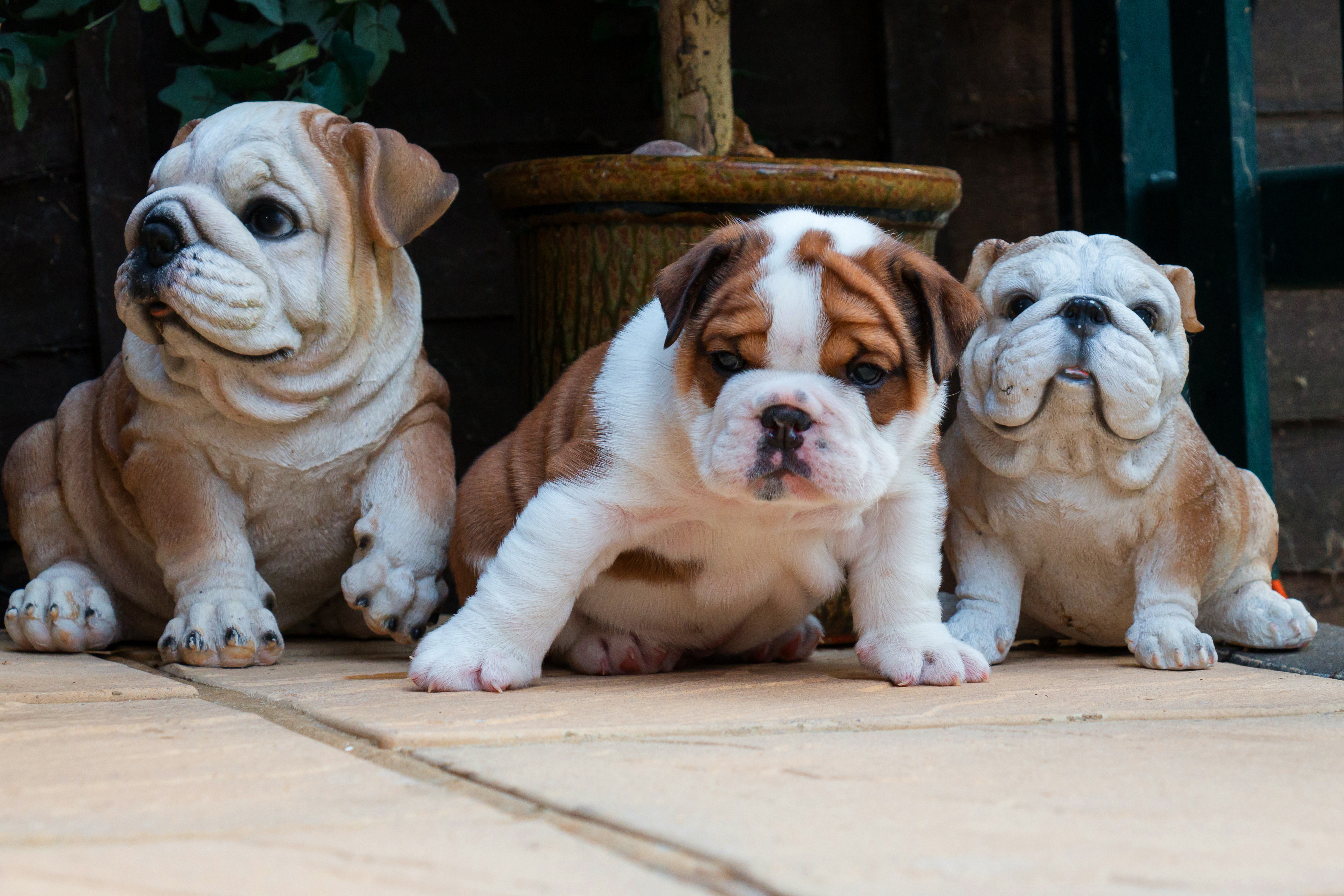 English Bulldog Puppies Wallpapers - Wallpaper Cave